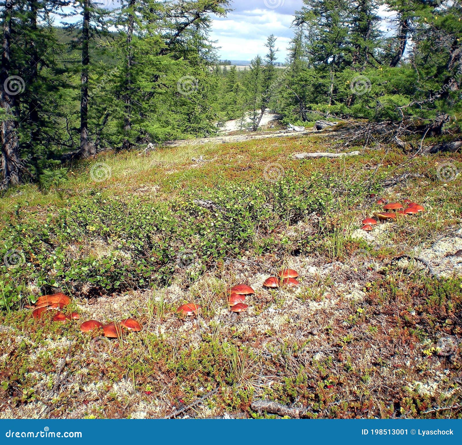 Large Mushrooms in the Grass in Taiga Forest Stock Image - Image of ...