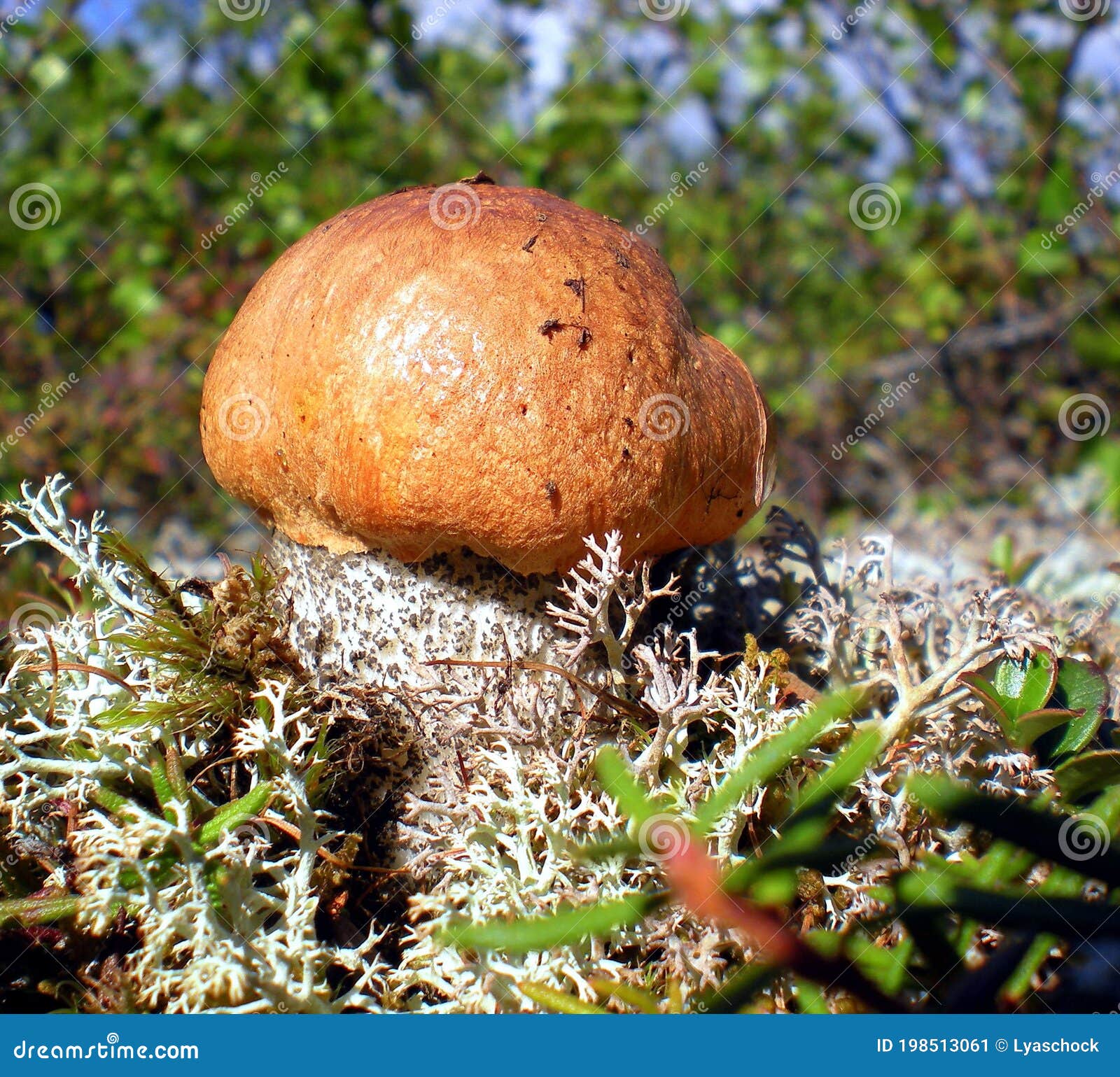 Large Mushrooms in the Grass in Taiga Forest Stock Image - Image of ...