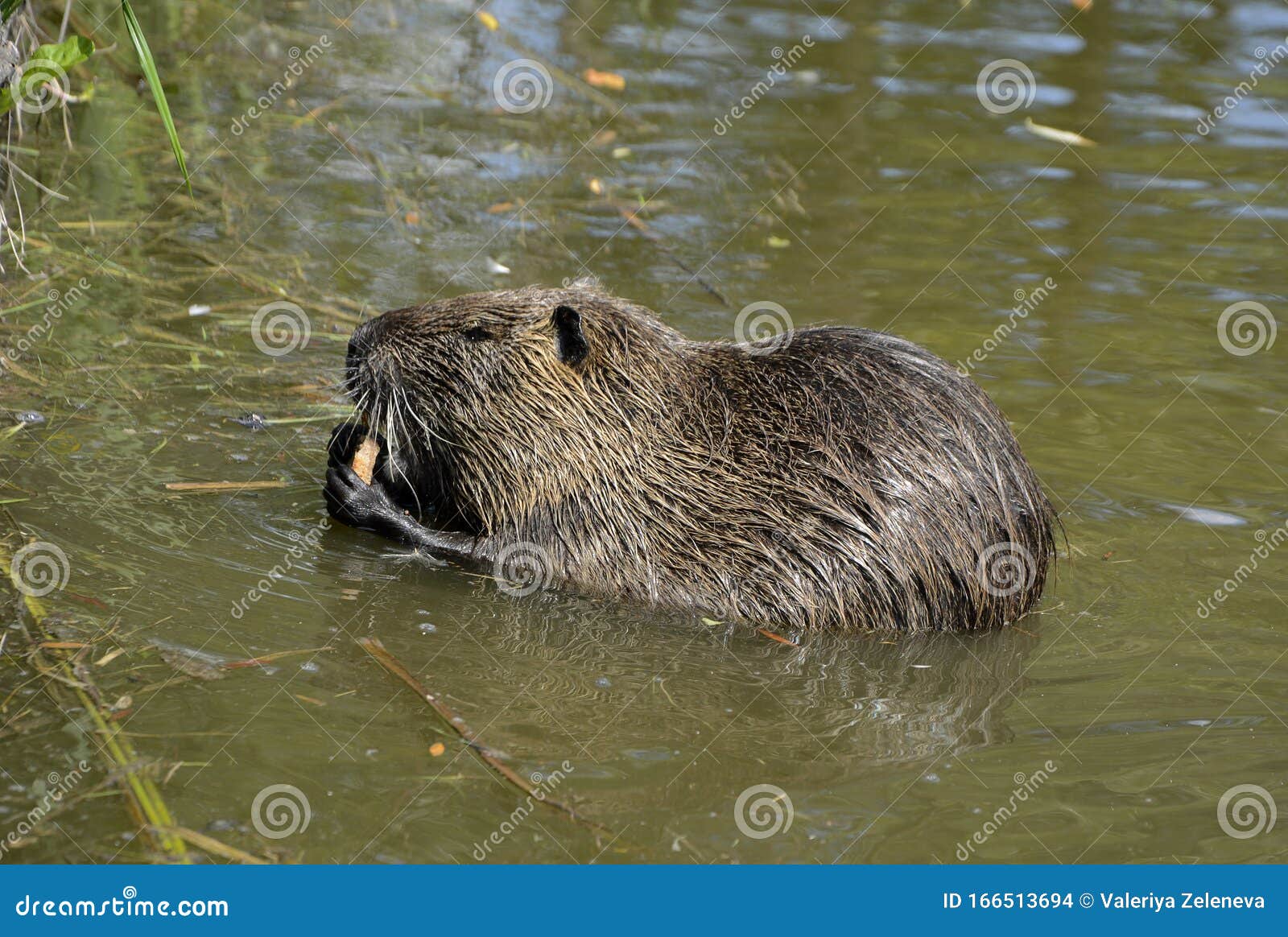 A Large Muskrat Eats Food in the Pond Stock Photo - Image of beast ...