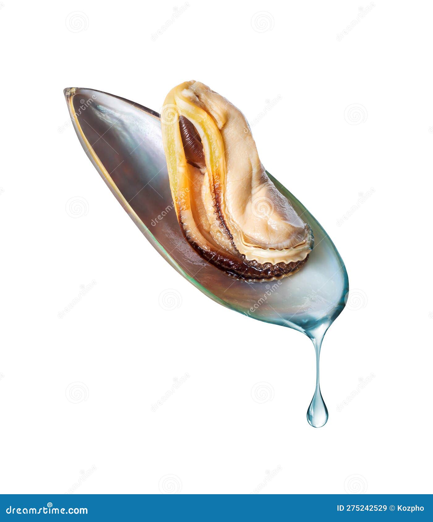 Large Mussel in a Shell with a Drop of Water Isolated on a White ...