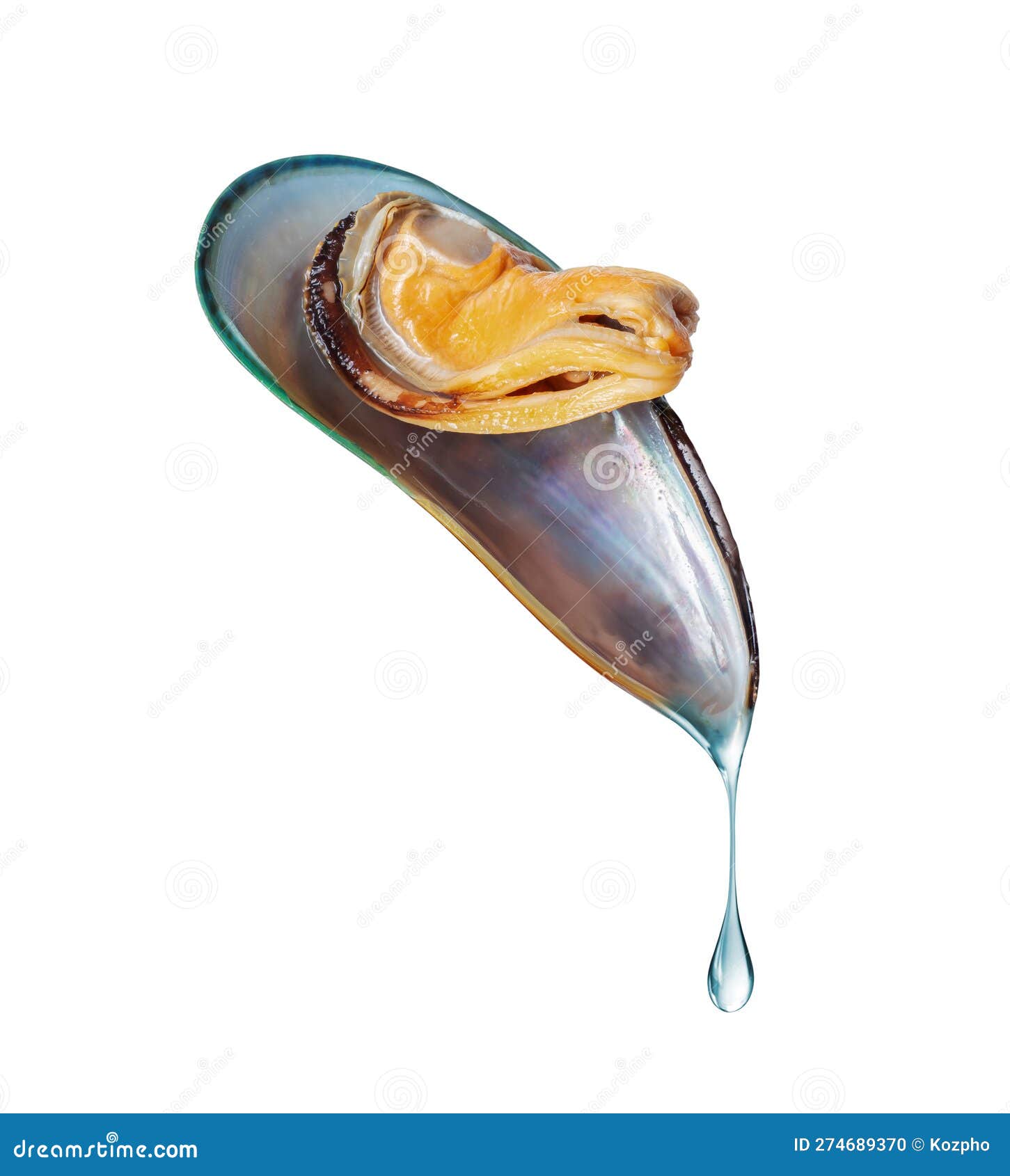 Large Mussel in a Shell with a Drop of Water on a White Background ...
