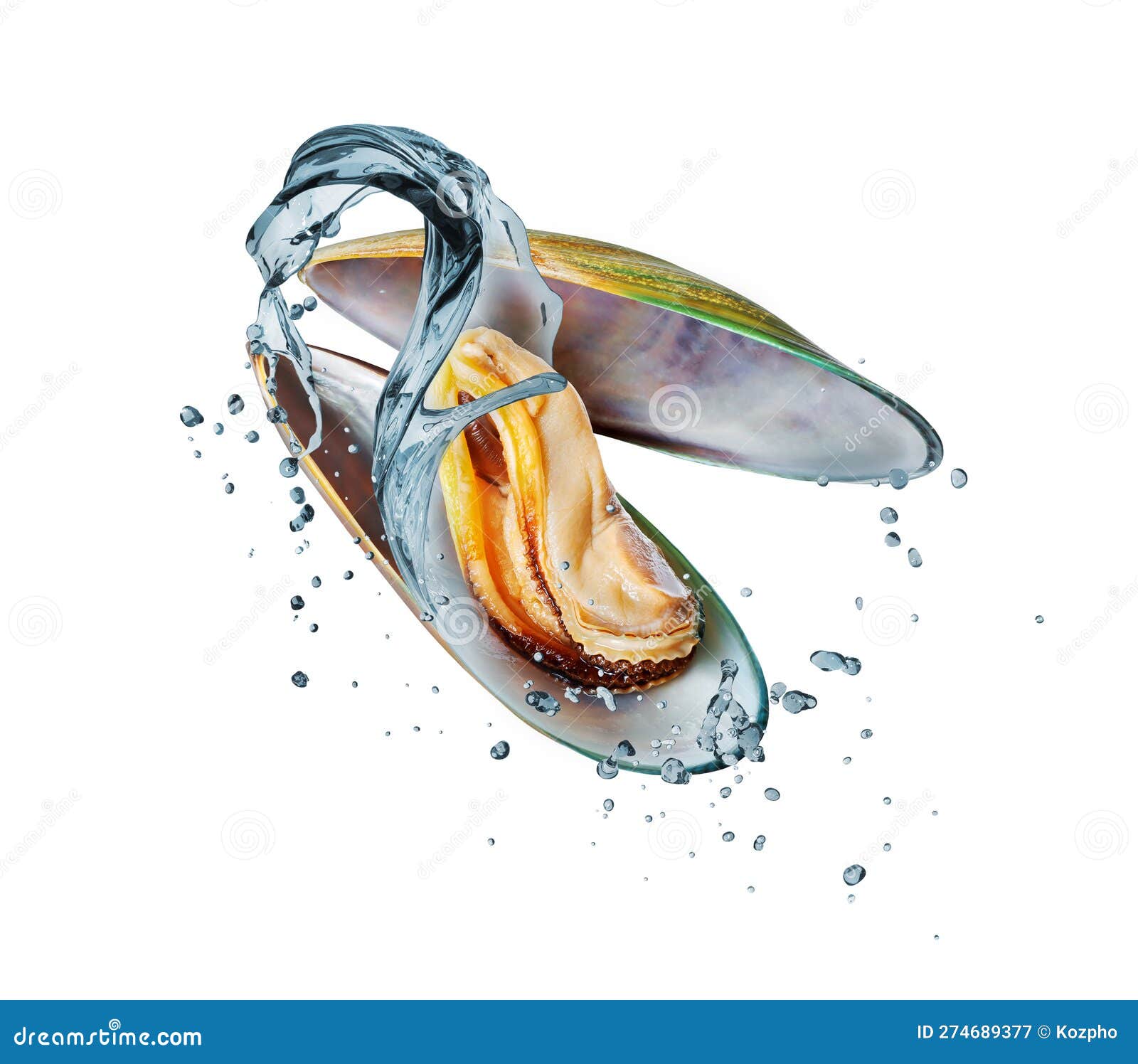 Large Mussel Shells Stock Image | CartoonDealer.com #22067443