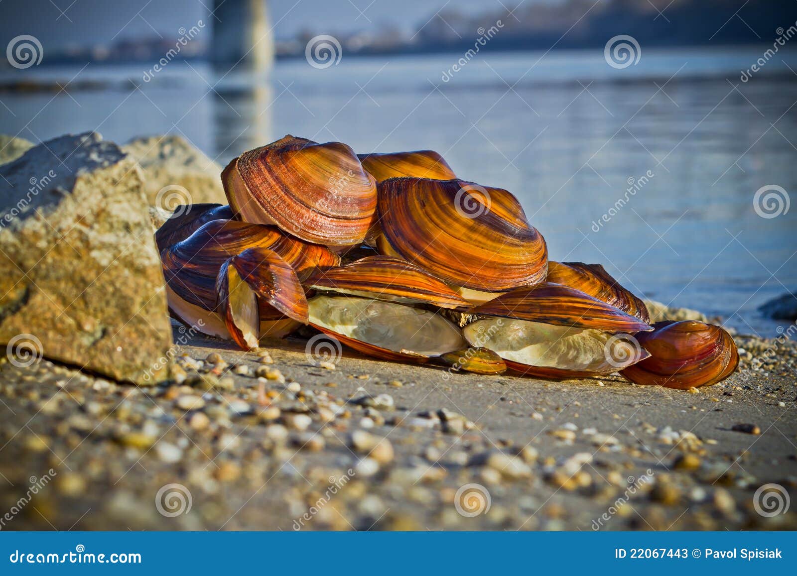 Large mussel shells stock image. Image of beauty, stone - 22067443