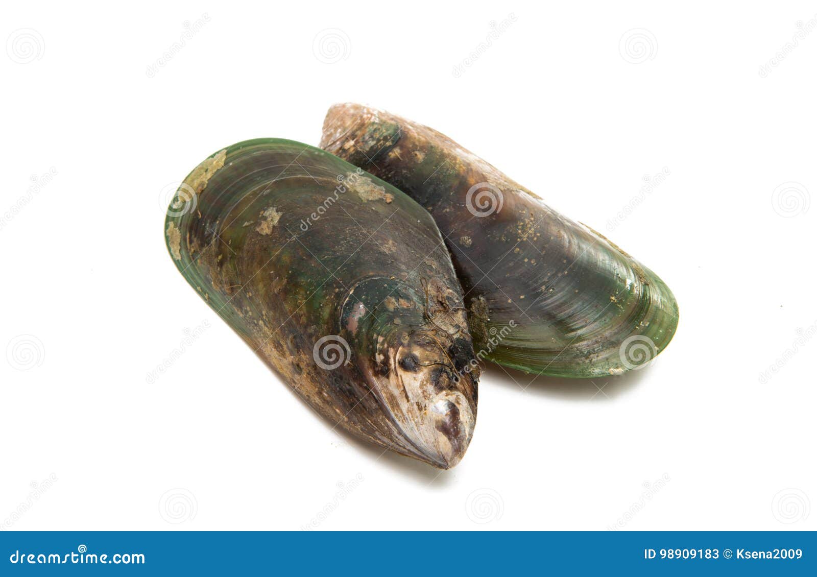 Large mussels isolated stock image. Image of freshness - 98909183