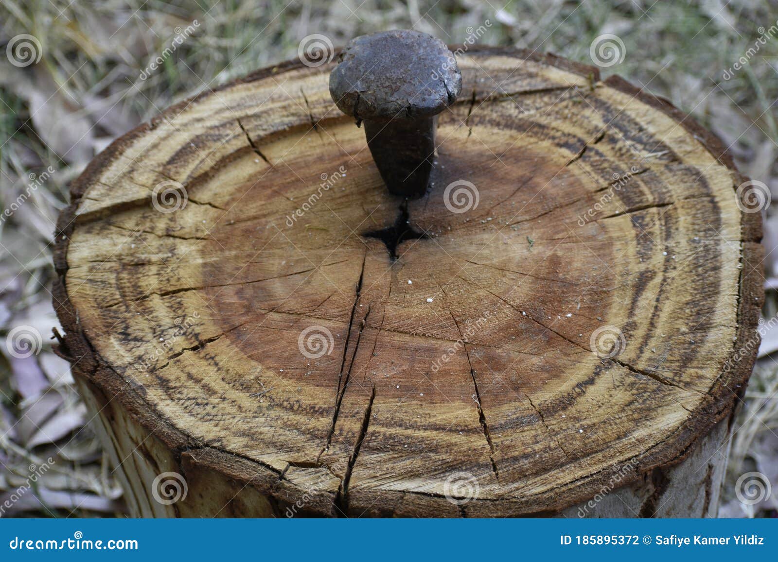 A Large Nail Was Nailed To the Log. Stock Photo - Image of autumn ...