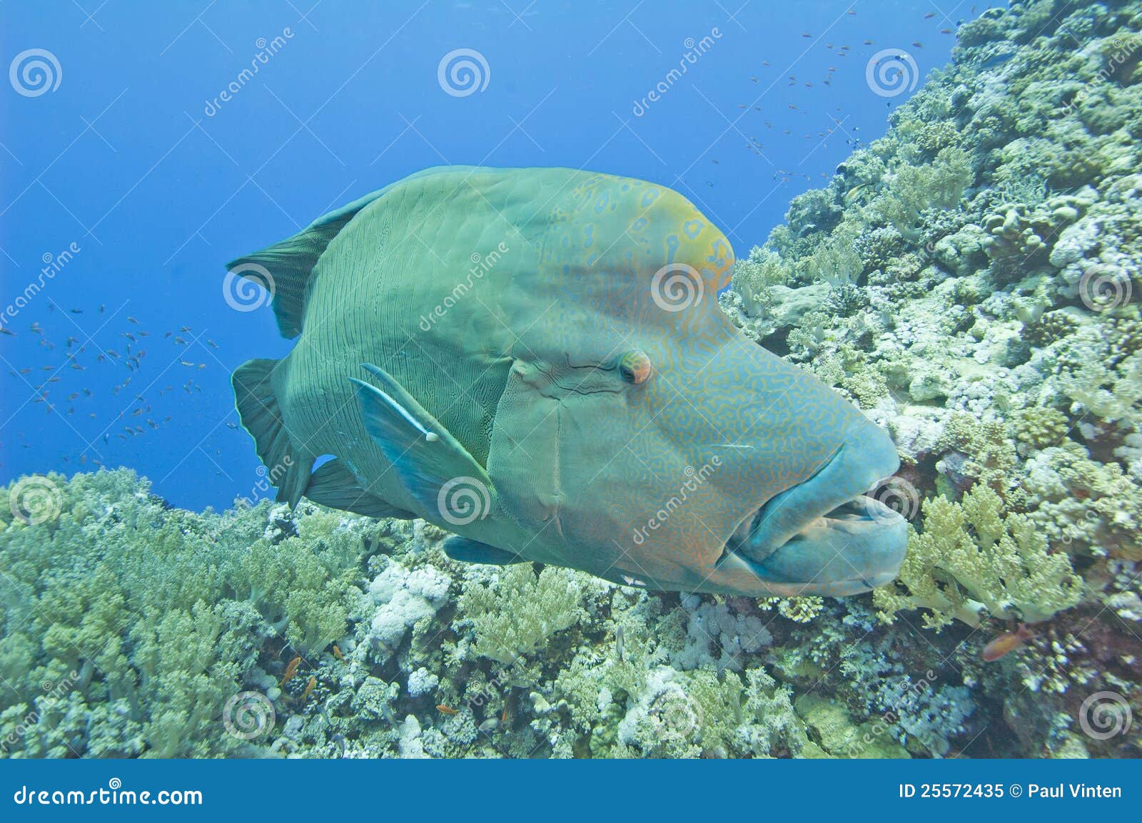 Large Napoleon Wrasse on a Reef Stock Image - Image of large, nature ...