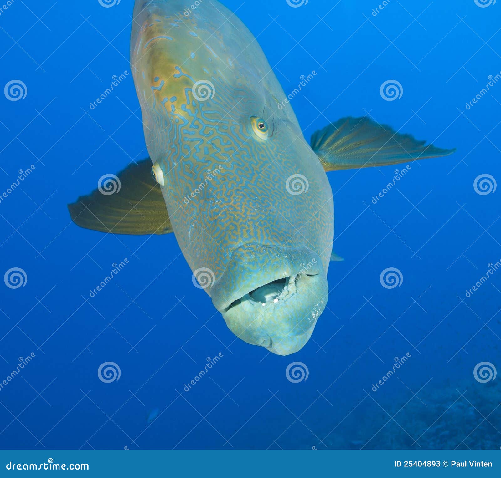 Large Napoleon Wrasse Underwater Stock Image - Image of cheilinus ...