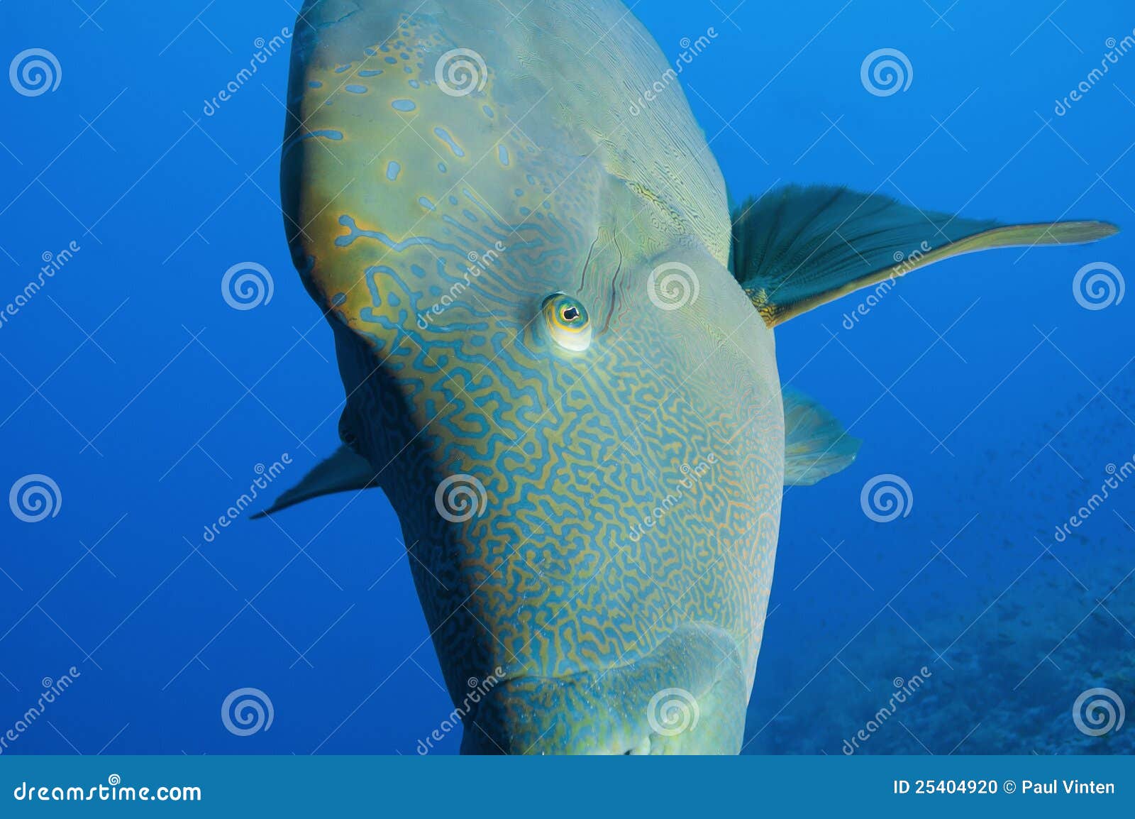 Large Napoleon Wrasse Underwater Stock Photo - Image of bumphead ...
