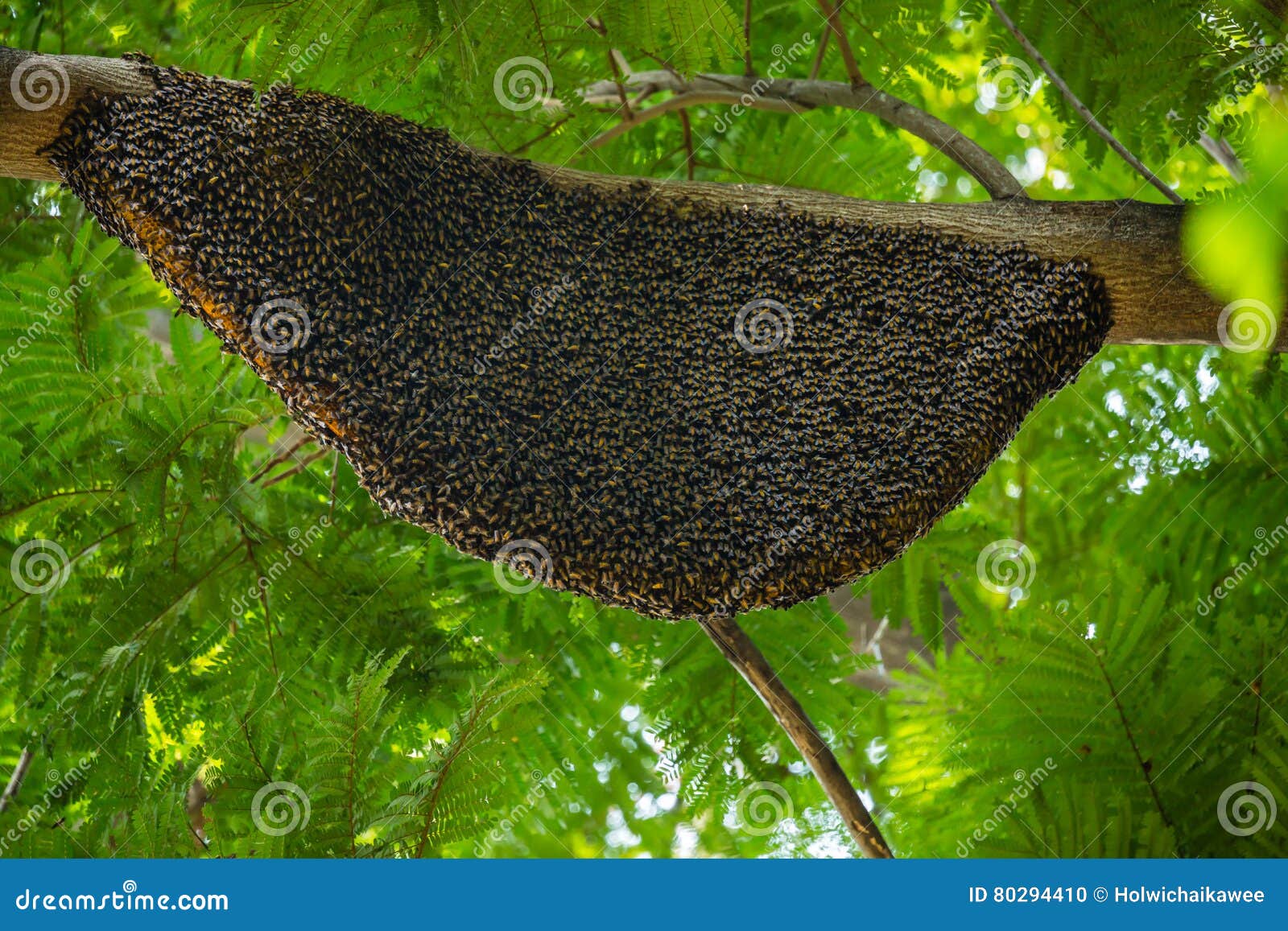 The Beehive, A Beehive Hanging From A Tree Stock Photography ... The Beehive, A Beehive Hanging From A Tree Stock Photography ...