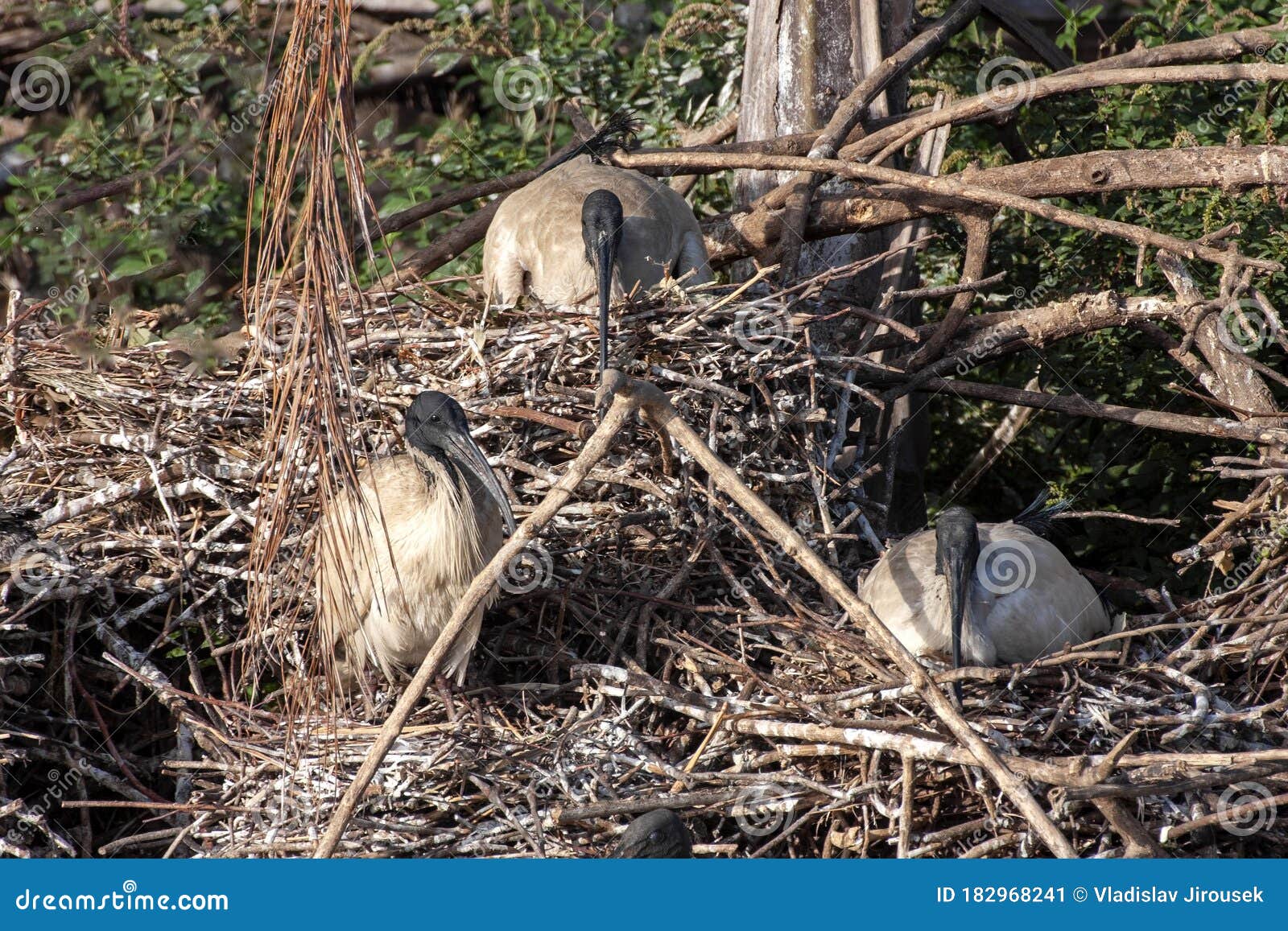 Large Nesting Colony, Molukken Ibis, Theristicus Molucca, Western ...