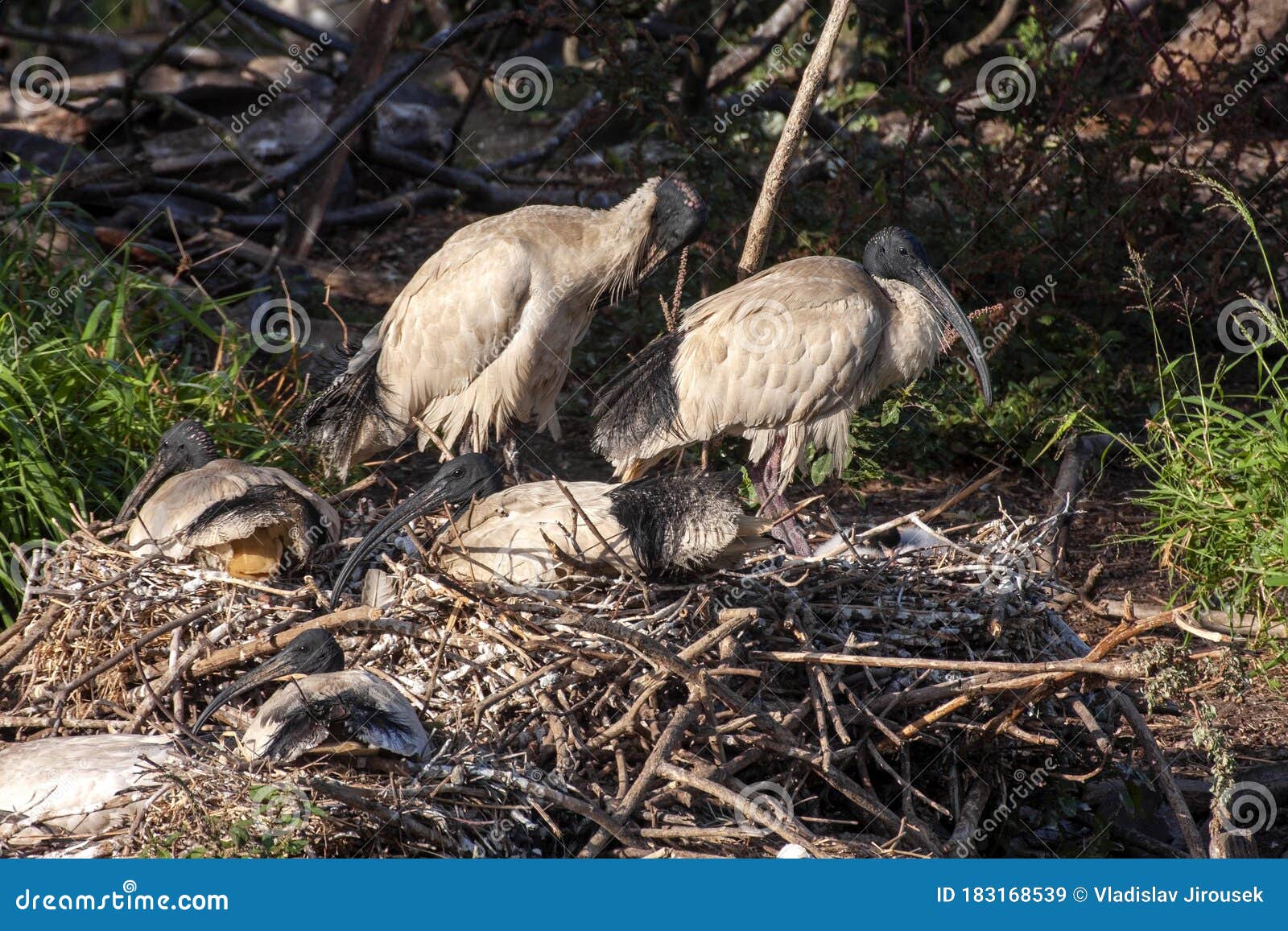 Large Nesting Colony, Molukken Ibis, Theristicus Molucca, Western ...