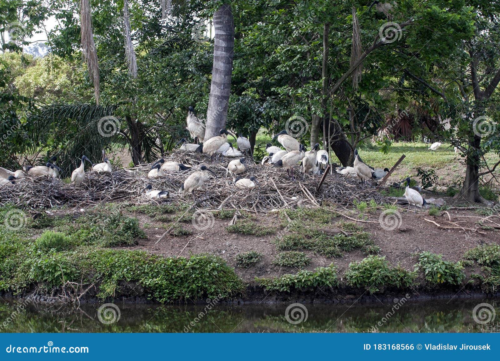 Large Nesting Colony, Molukken Ibis, Theristicus Molucca, Western ...