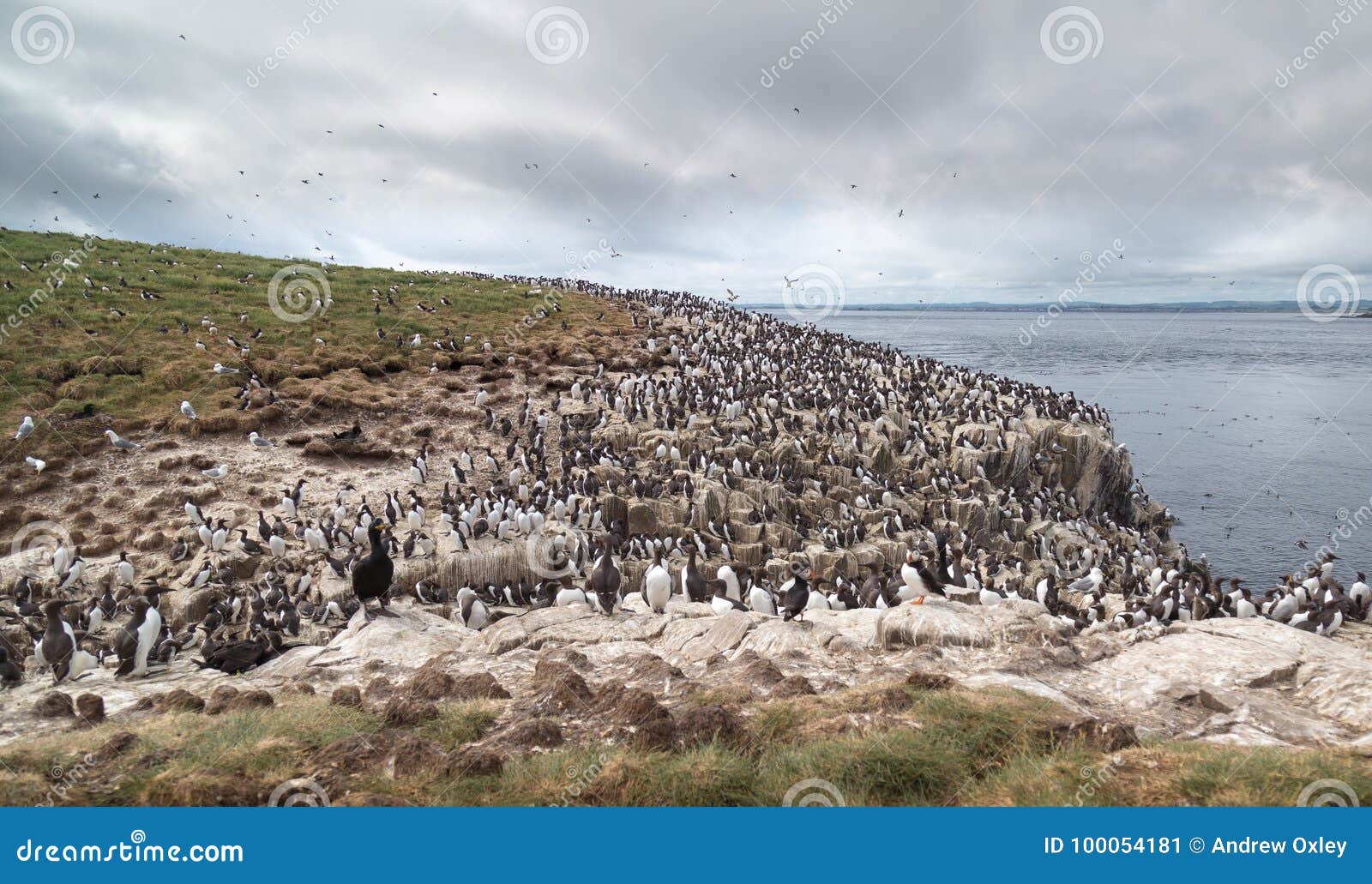 Large Nesting Seabird Colony Stock Image - Image of cliff, ocean: 100054181