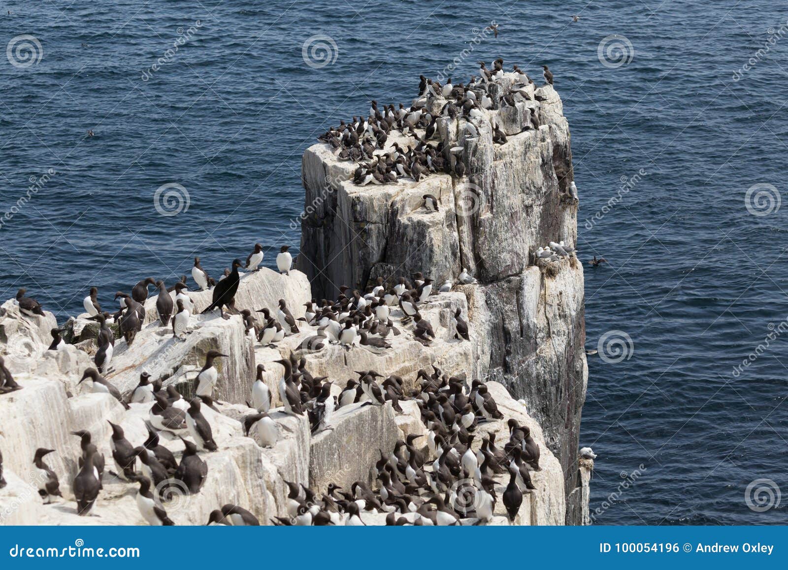 Large Nesting Seabird Colony Stock Photo - Image of life, pairs: 100054196