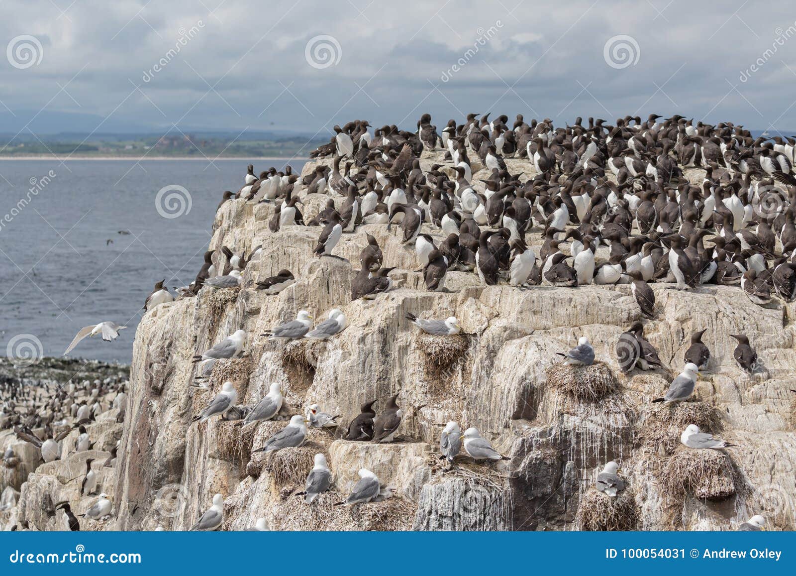 Large Nesting Seabird Colony Stock Image - Image of nesting, colony ...