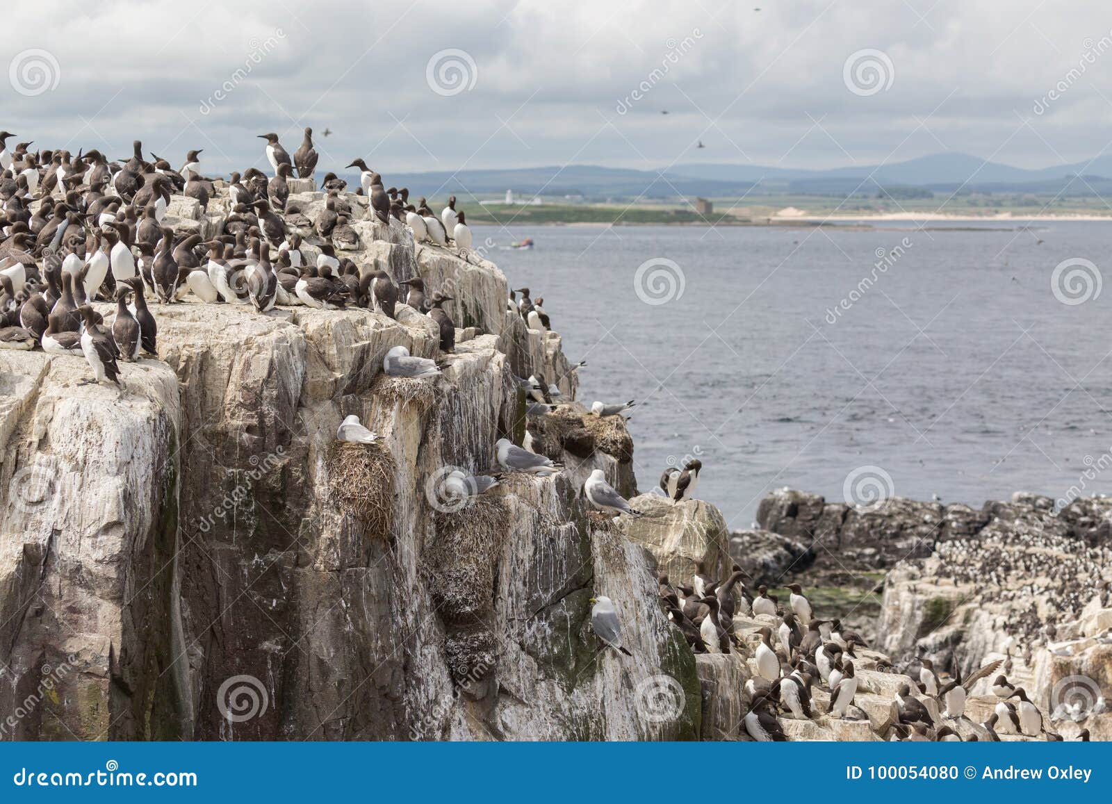 Large Nesting Seabird Colony Stock Photo - Image of life, rock: 100054080