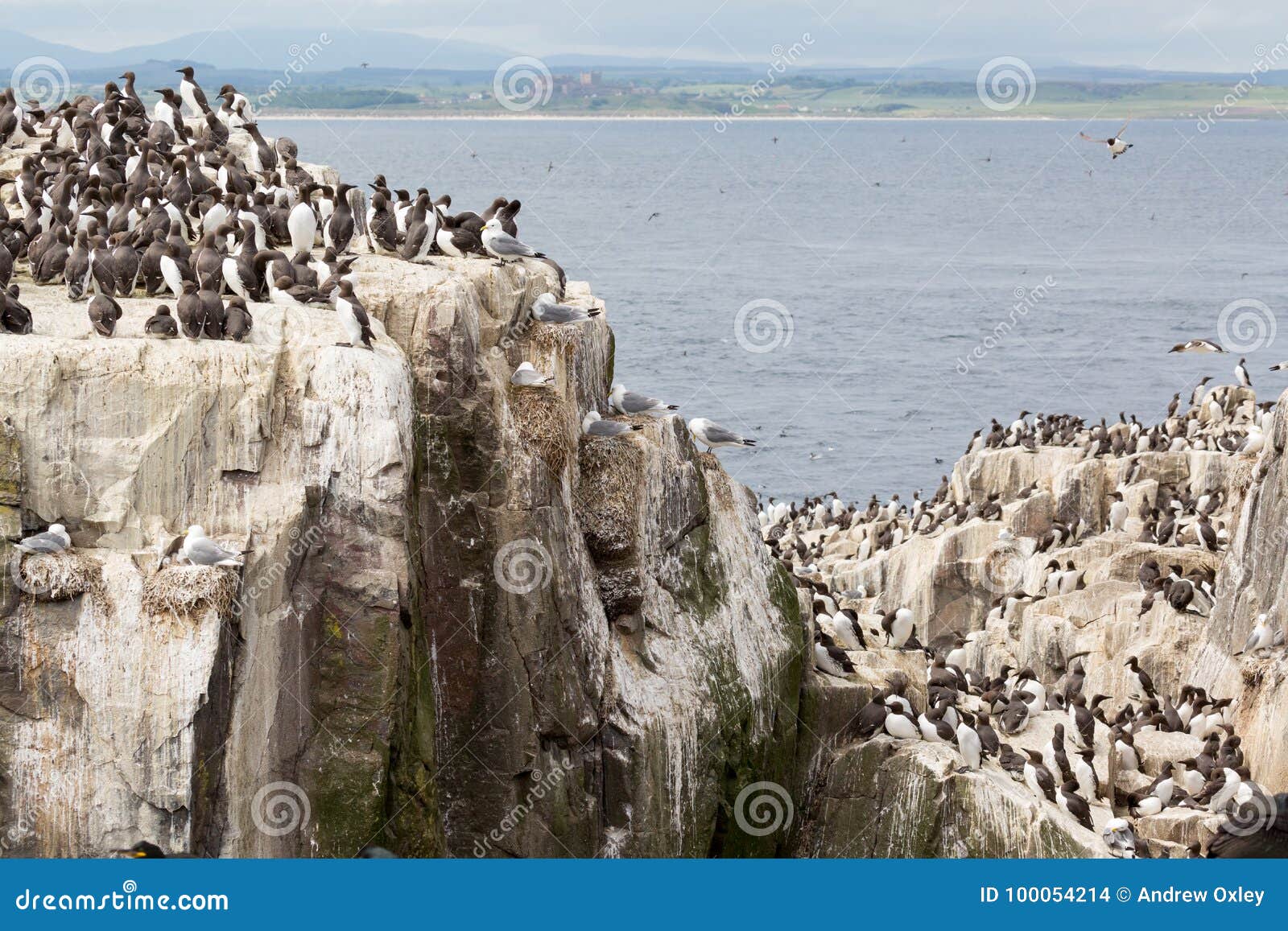 Large Nesting Seabird Colony Stock Photo - Image of cliff, nature ...