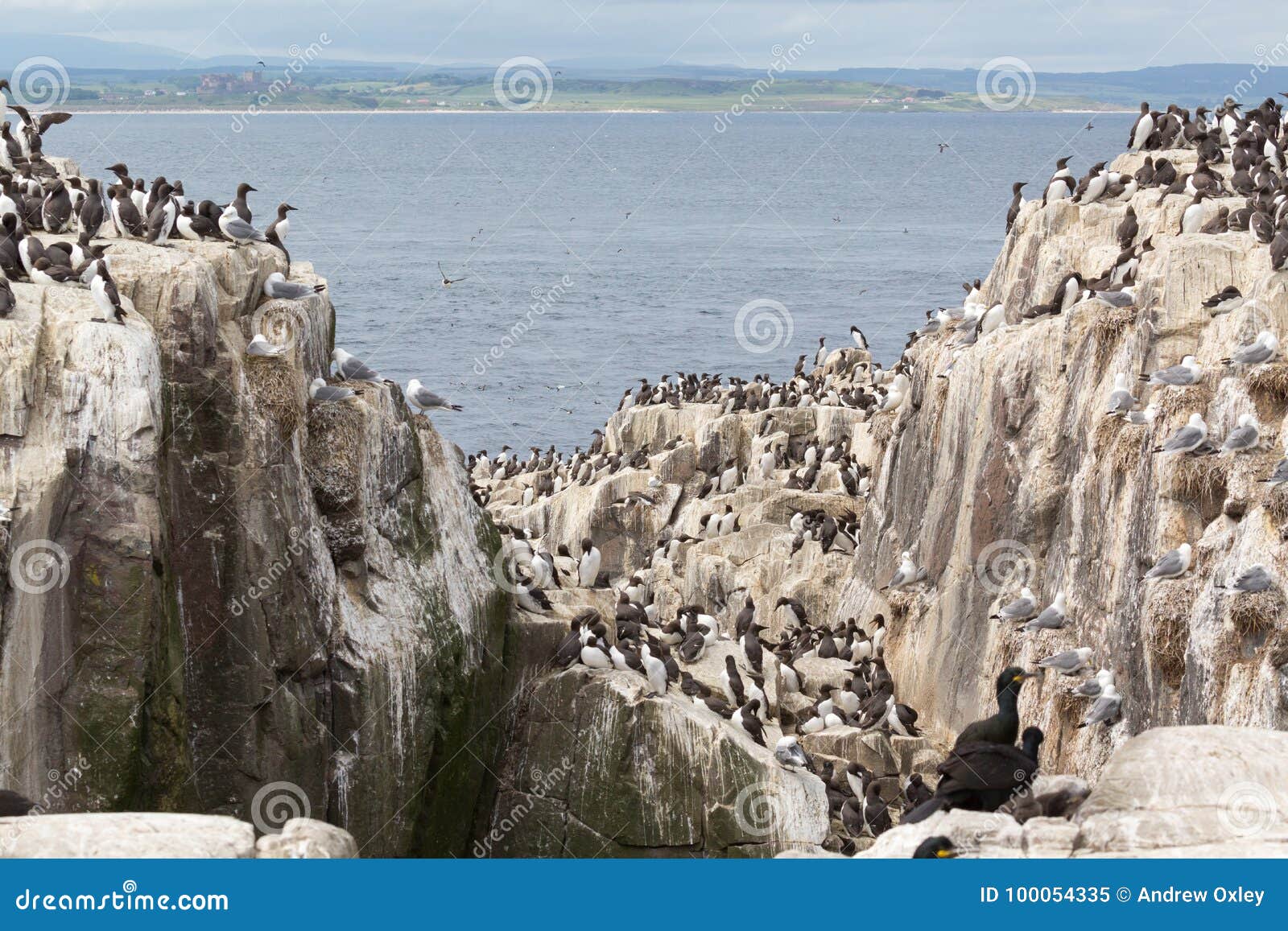 Large Nesting Seabird Colony Stock Image - Image of breeding, standing ...