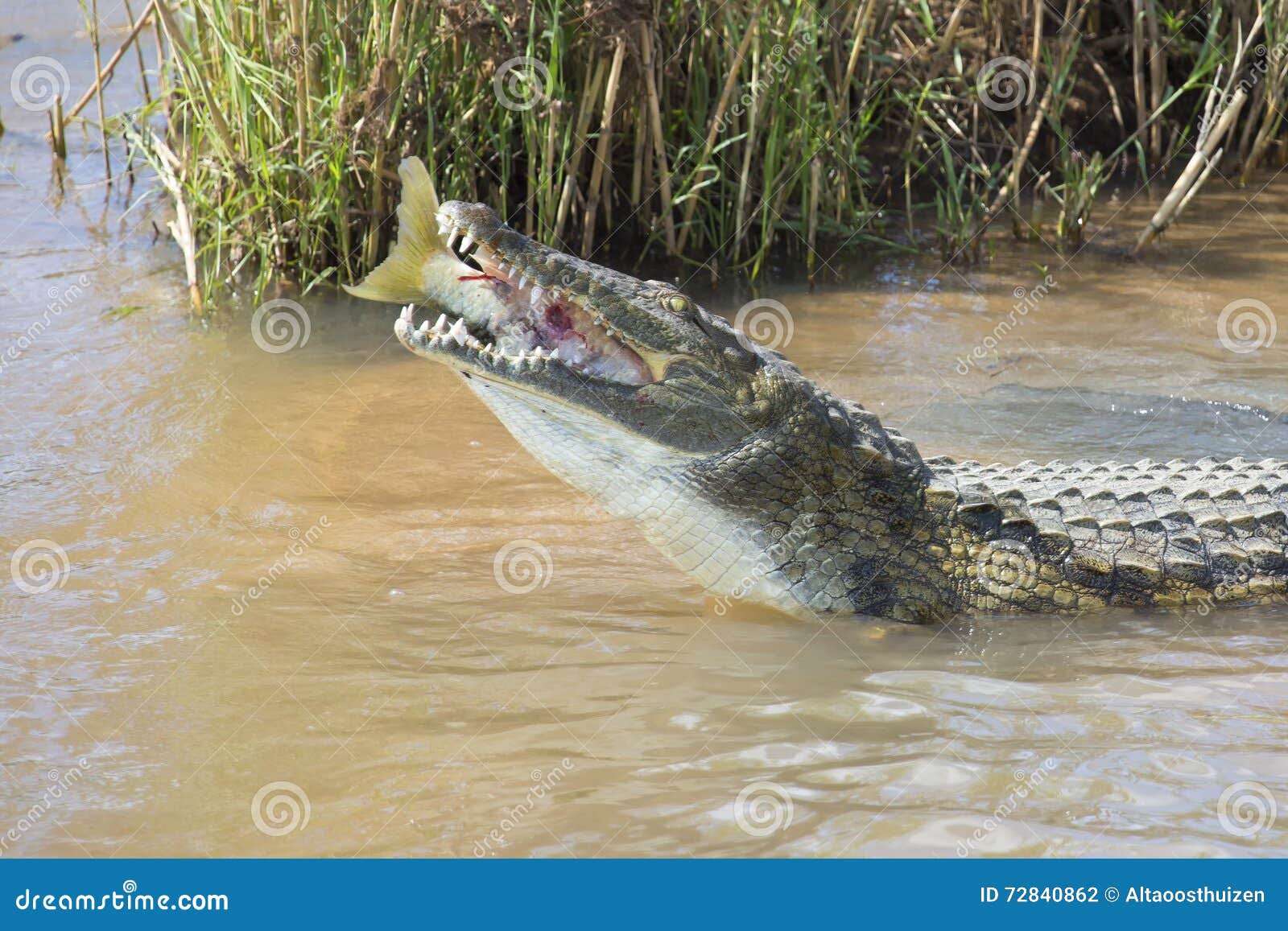 Large Nile Crocodile Eat a Fish on River Bank Stock Photo - Image of ...