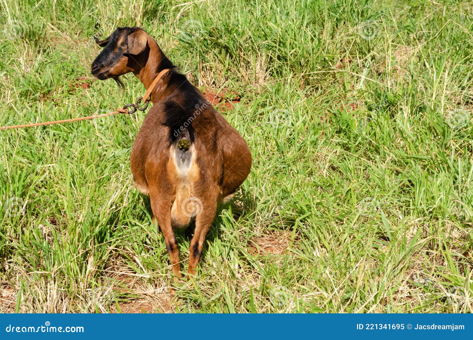 Large Nubian Goat Passing Faeces Royalty-Free Stock Photo ...