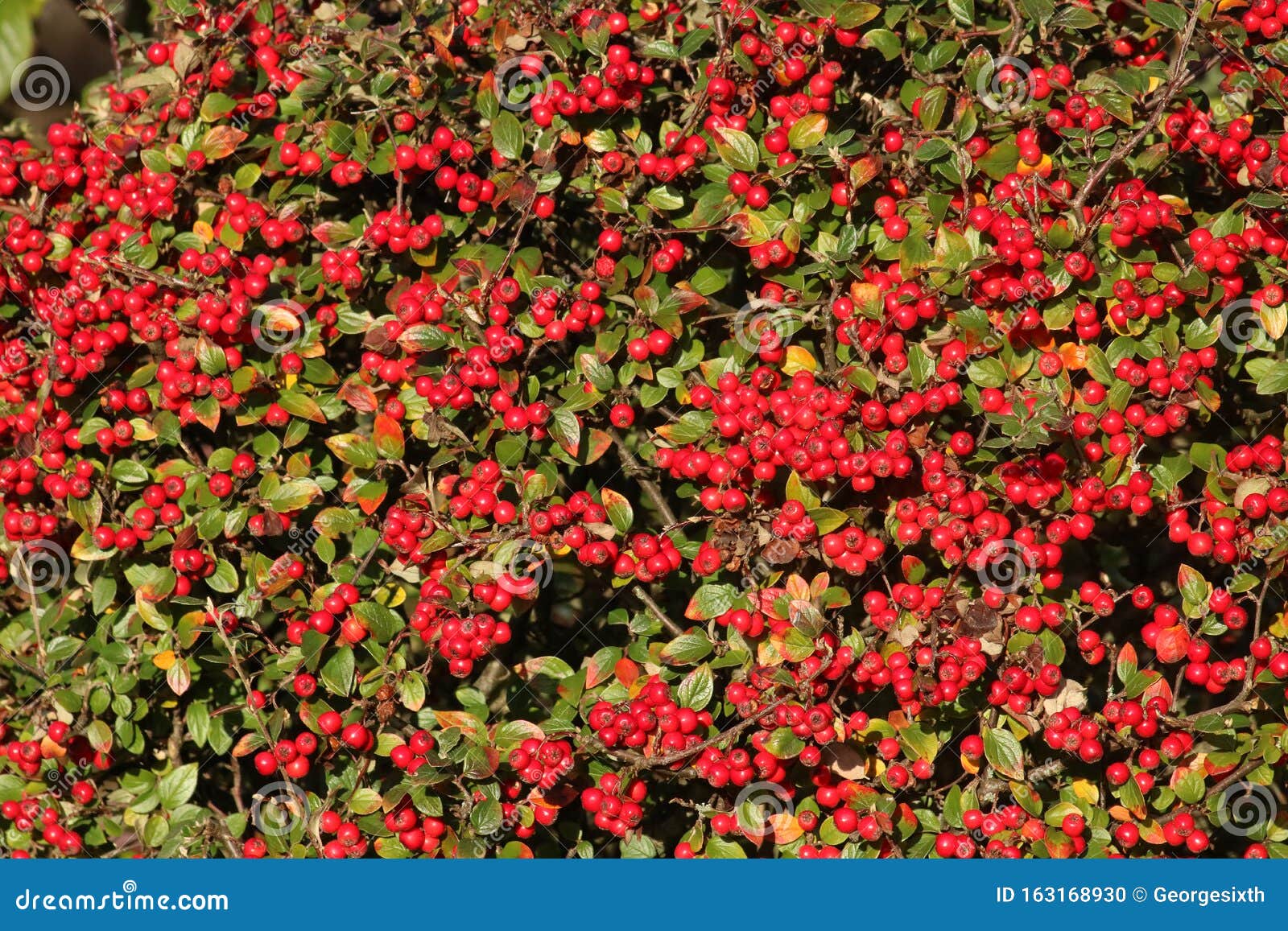 Large Number Bright Red Berries Cotoneaster Plant Stock Photo - Image ...