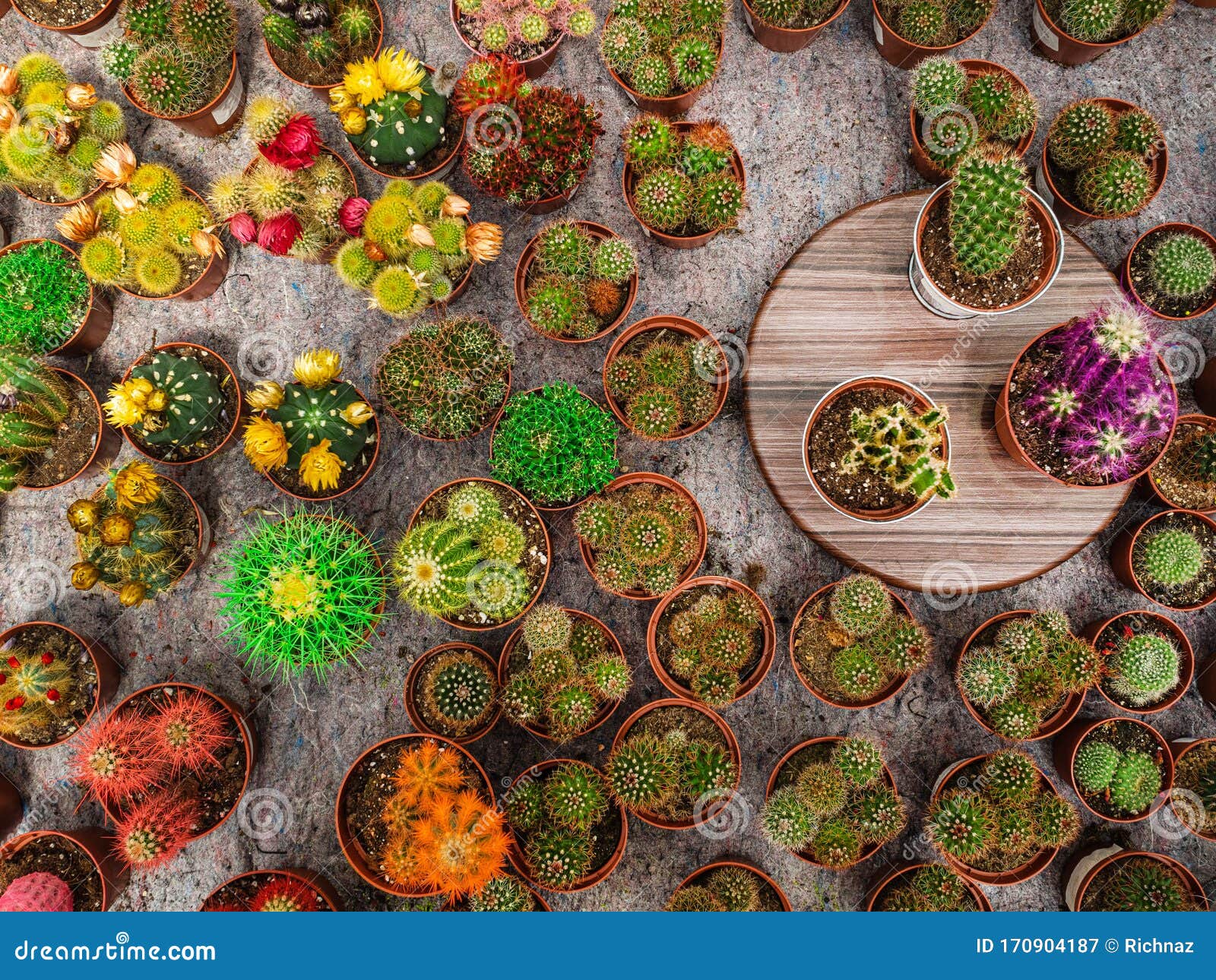 A Large Number of Cacti. Cacti of Different Shapes and Colors Stock ...