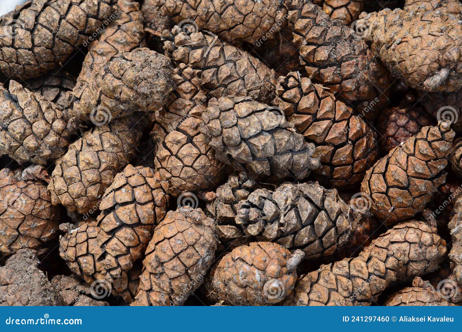A Large Number of Cones Ate on the Whole Background Stock Photo - Image ...
