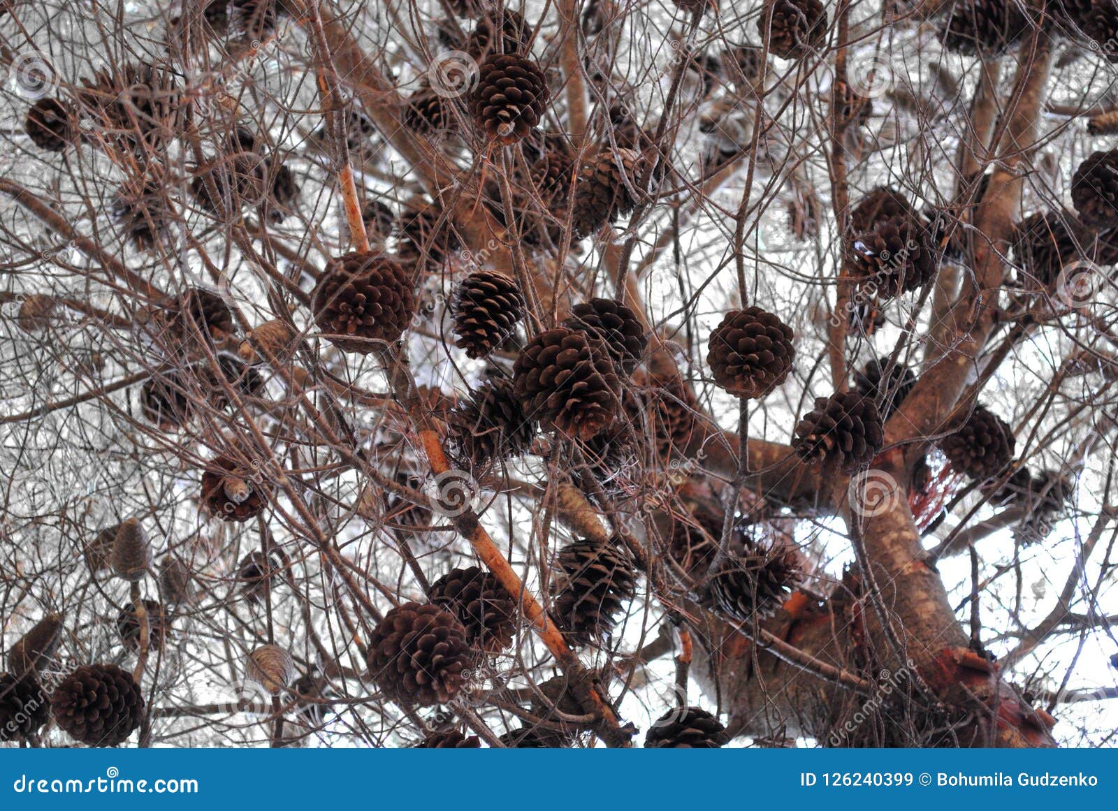 Cones on Branches of a Tree Stock Image - Image of decoration, fruits ...