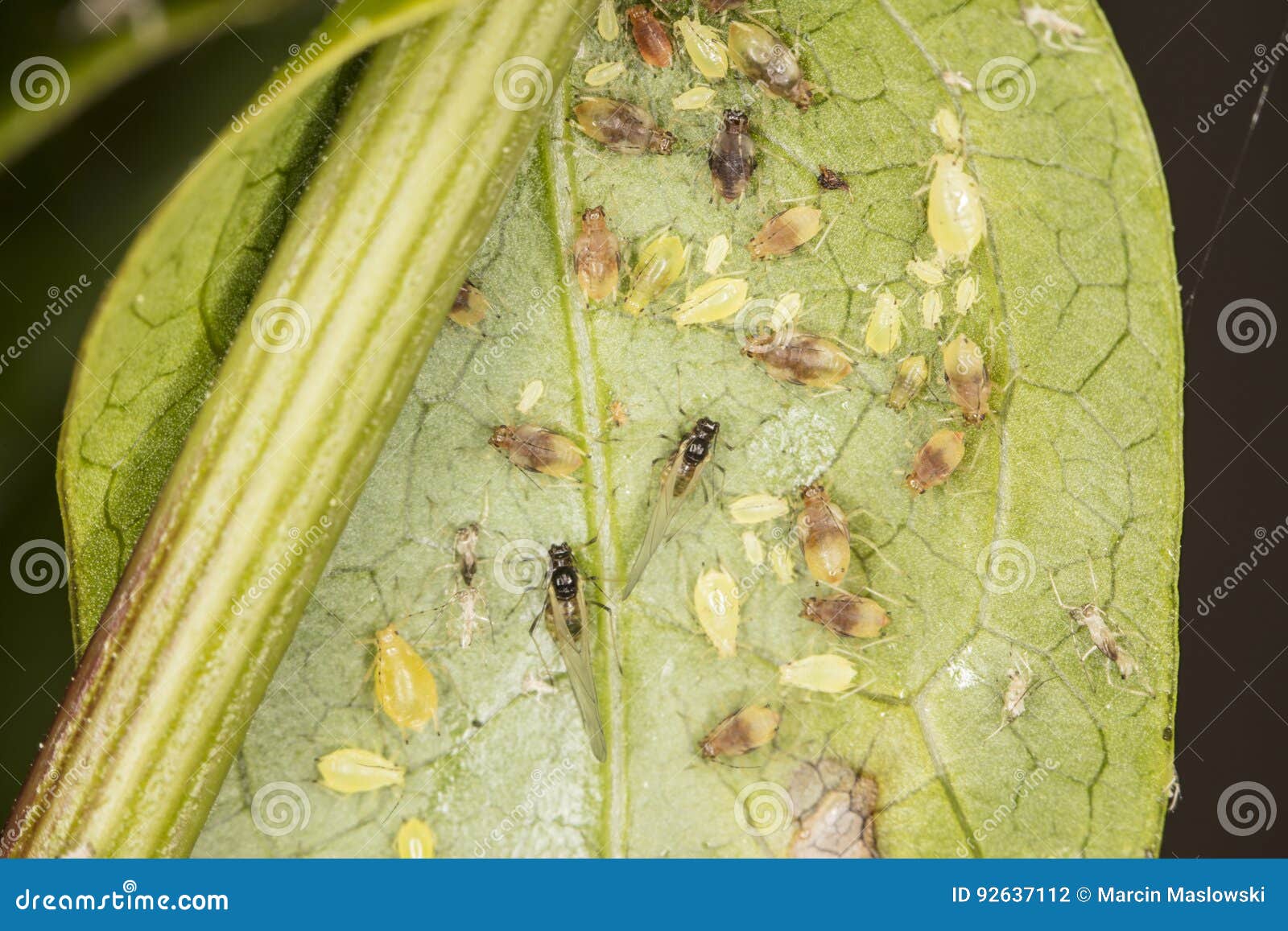 Large Number of Insects on the Leaf Stock Photo - Image of large ...