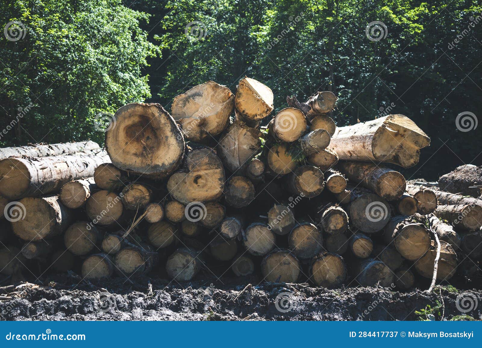 A Large Number of Logs, Felled Trees in the Mountains Stock Image ...