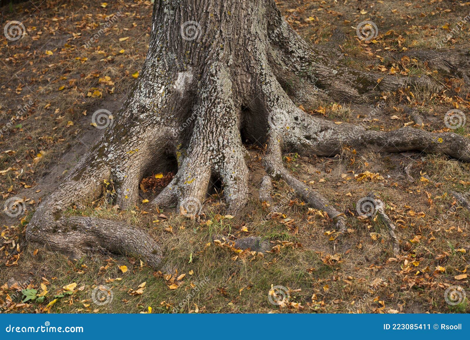A large number of old tree stock image. Image of roots - 223085411