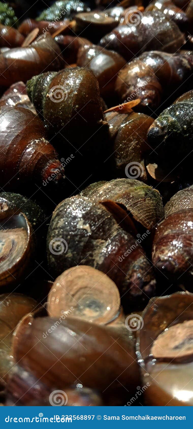 A Large Number of Periwinkle Shells are Blackish-brown on the Base and ...