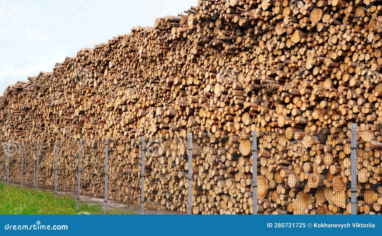 A Large Number of Pine Logs Stacked Neatly in a Warehouse in Open Air ...