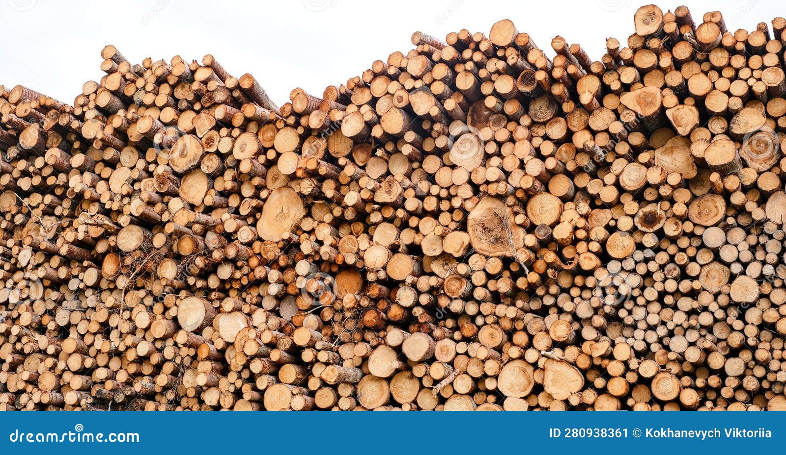 A Large Number of Pine Logs Stacked Neatly in a Warehouse in Open Air ...