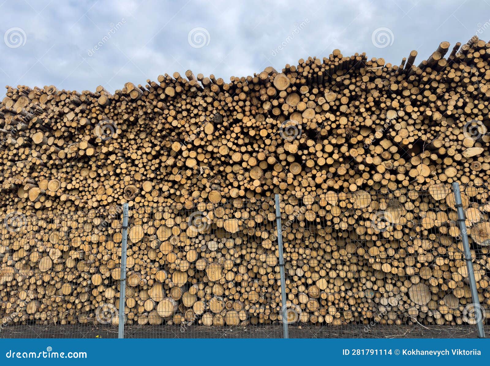 A Large Number of Pine Logs Stacked Neatly in a Warehouse in Open Air ...