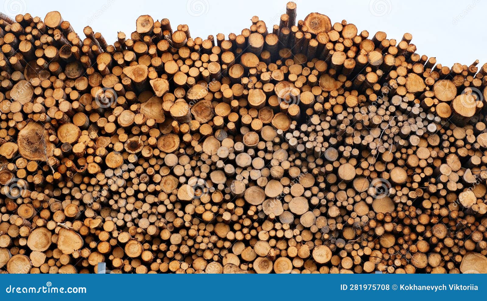 A Large Number of Pine Logs Stacked Neatly in a Warehouse in Open Air ...