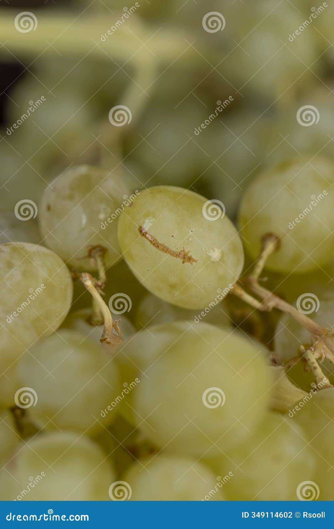 A Large Number of Ripe Green Grapes are on the Table Stock Photo ...