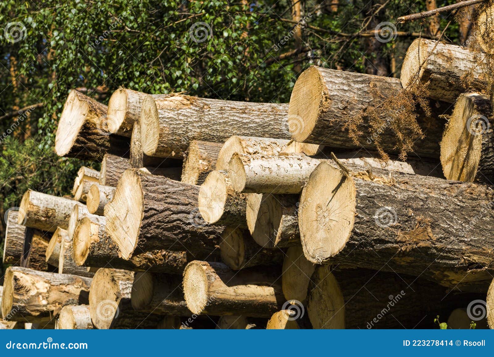 Solid tree trunk stock photo. Image of texture, wood - 223278414