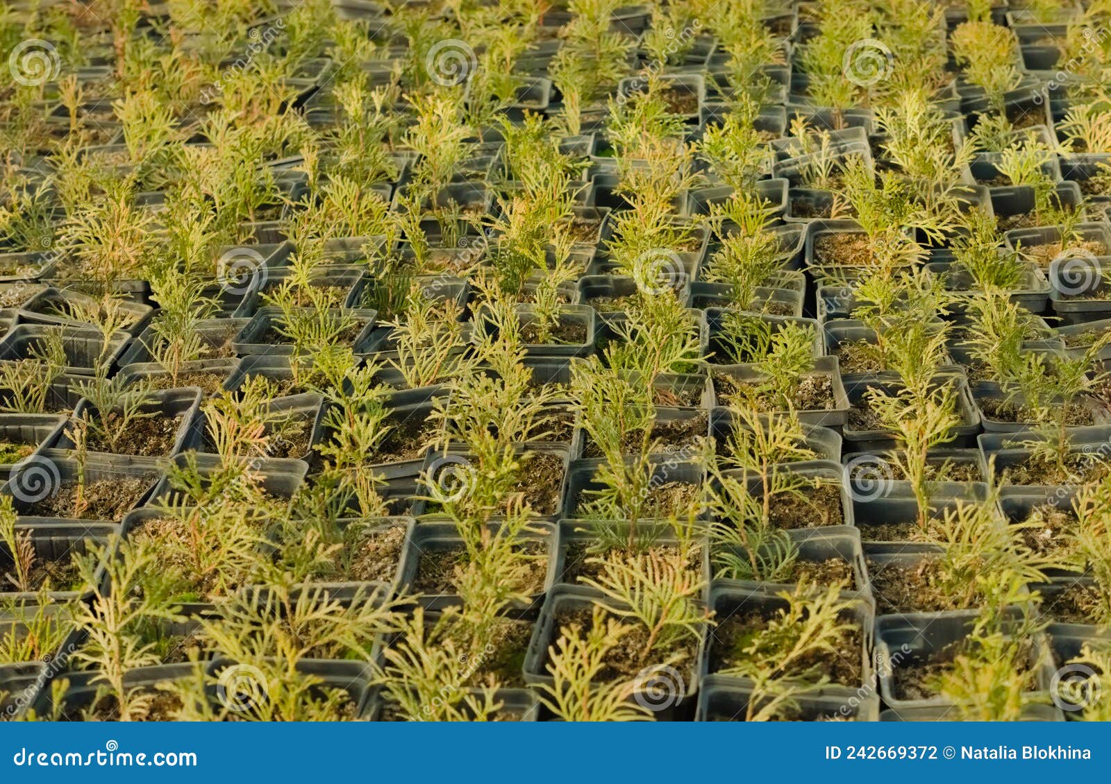 A Large Number of Thuja Seedlings Stock Photo - Image of grown, growing ...
