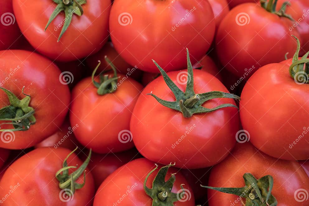 A large number of tomatoes stock photo. Image of green - 107300108