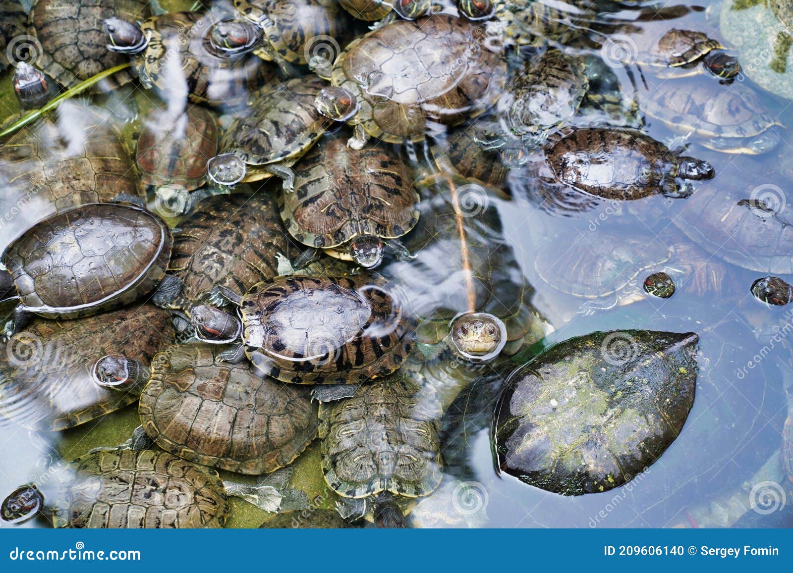 Large Number of Turtles in the Pond Stock Photo - Image of green ...