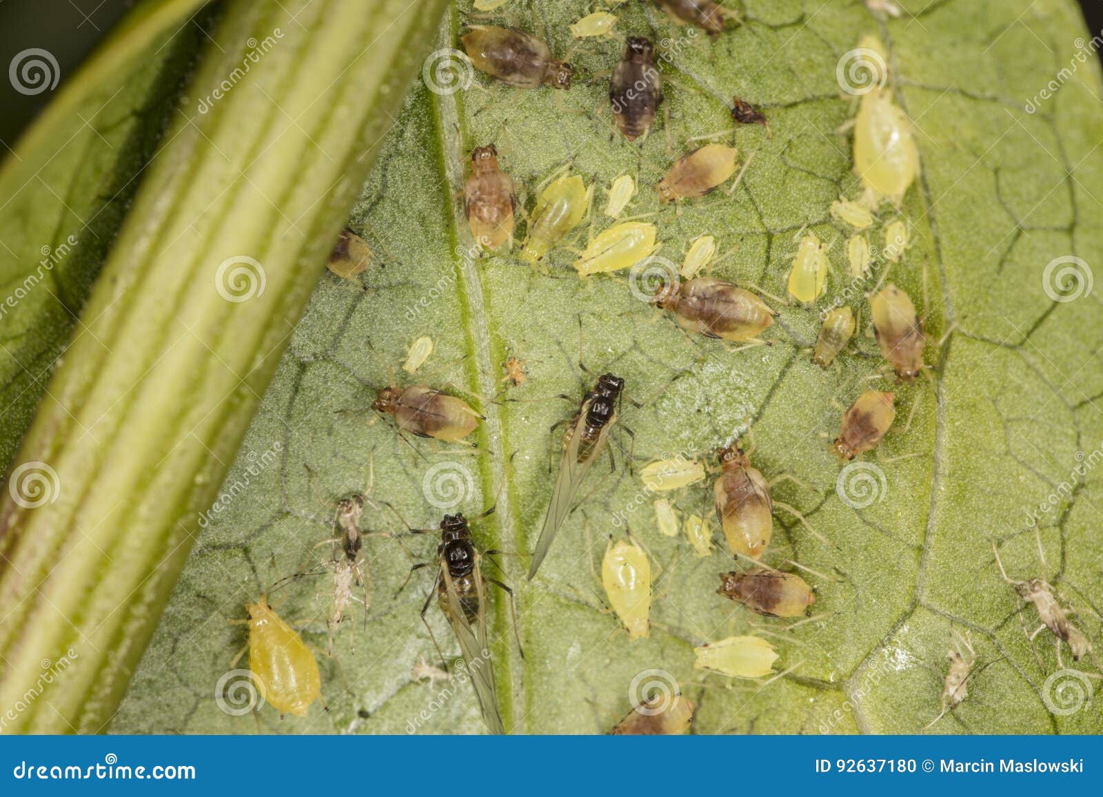 Planococcus Ficus Stock Photos - Free & Royalty-Free Stock Photos from ...