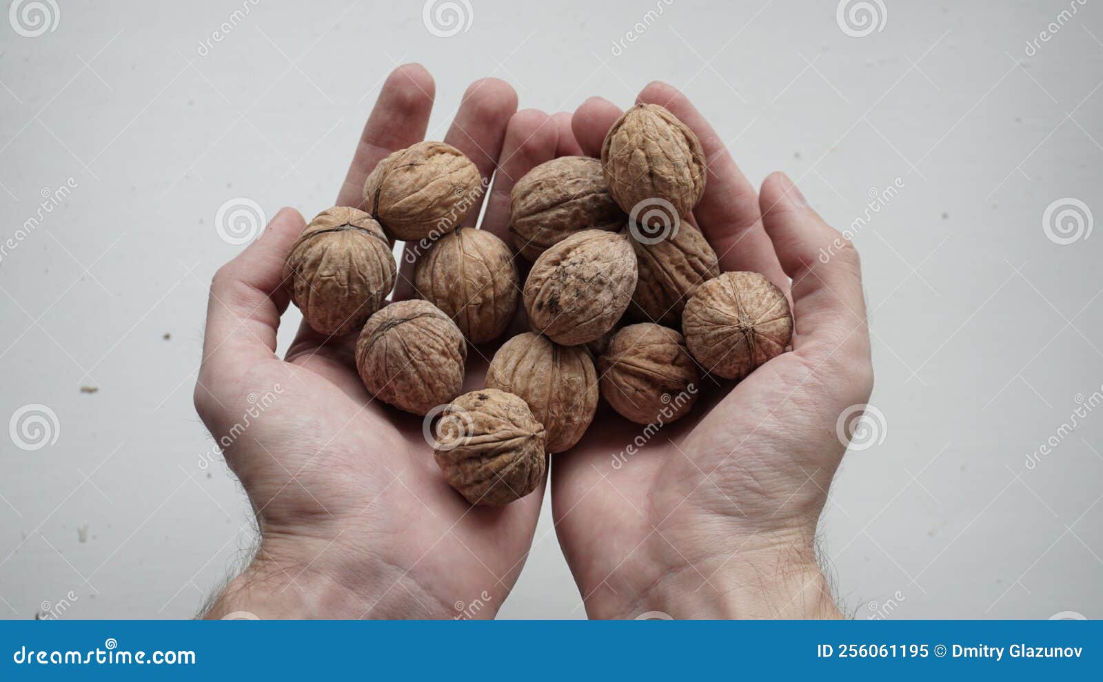 A Large Number of Walnuts in the Hands of a Man Stock Image - Image of ...