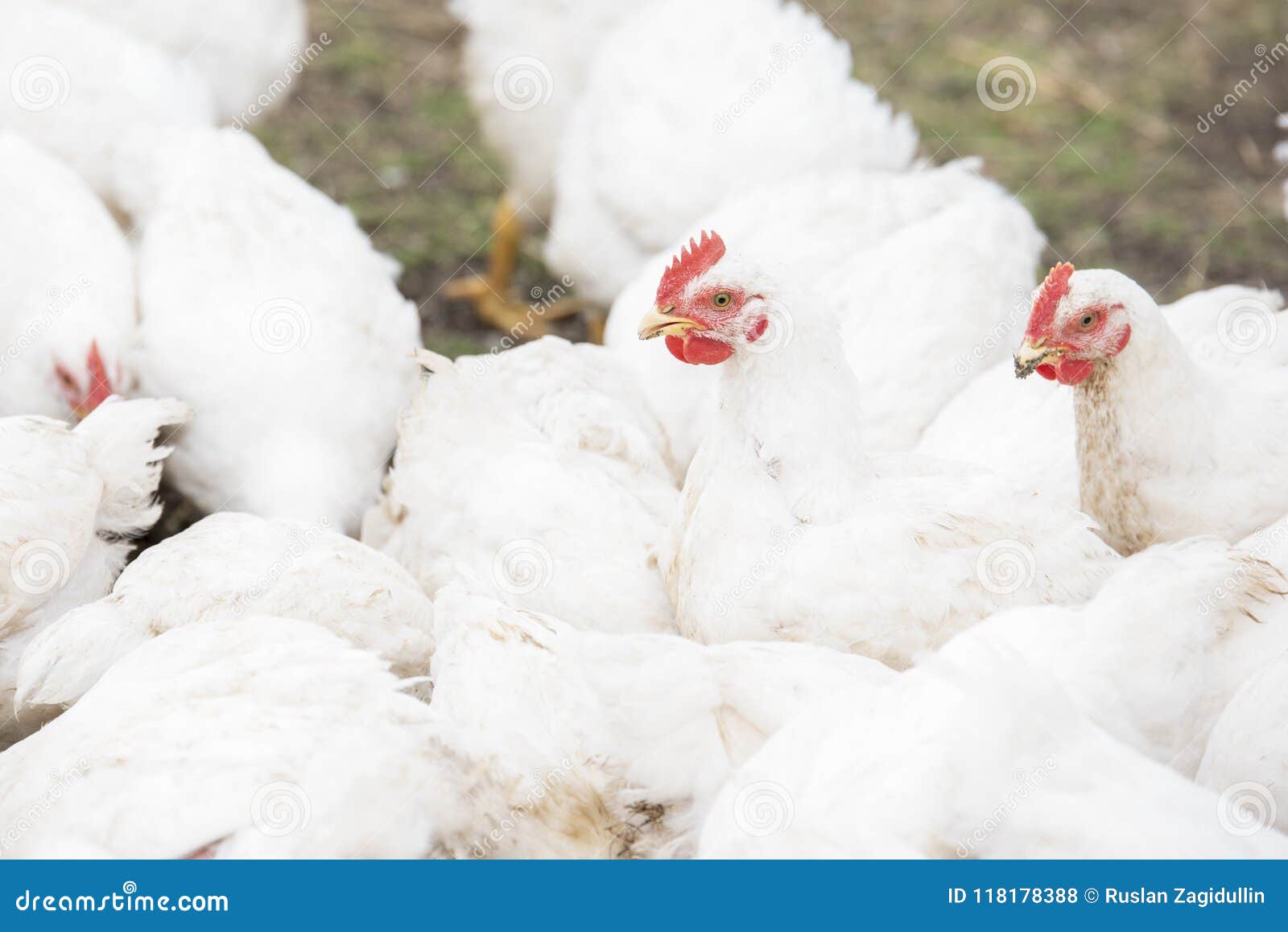 A Large Number of White Adult Broilers Stock Photo - Image of farm ...
