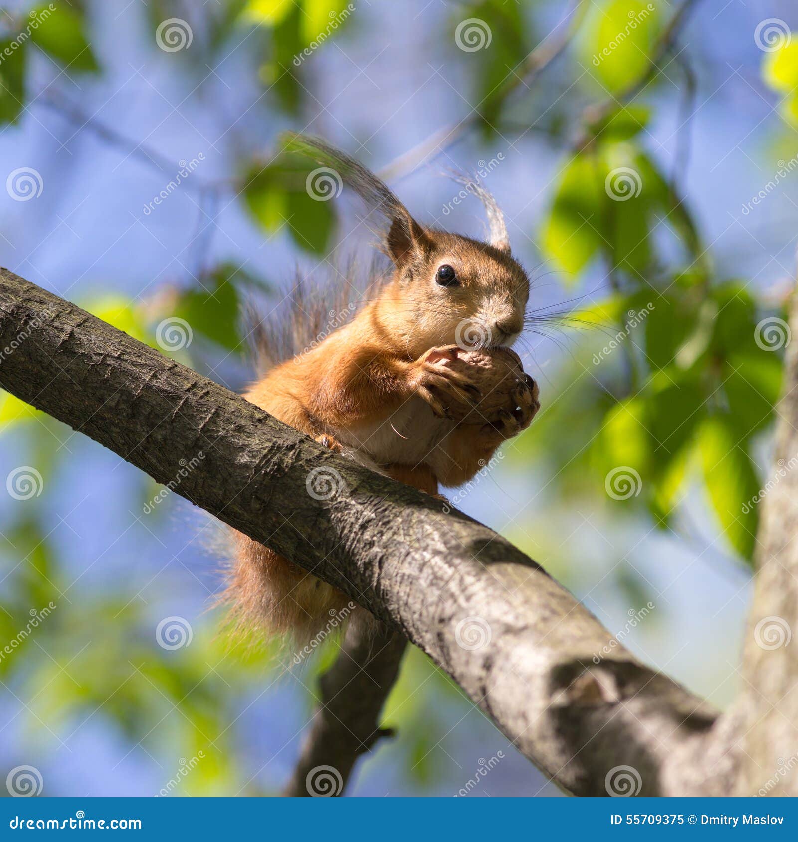Large nut stock image. Image of squirrel, sitting, leaf - 55709375