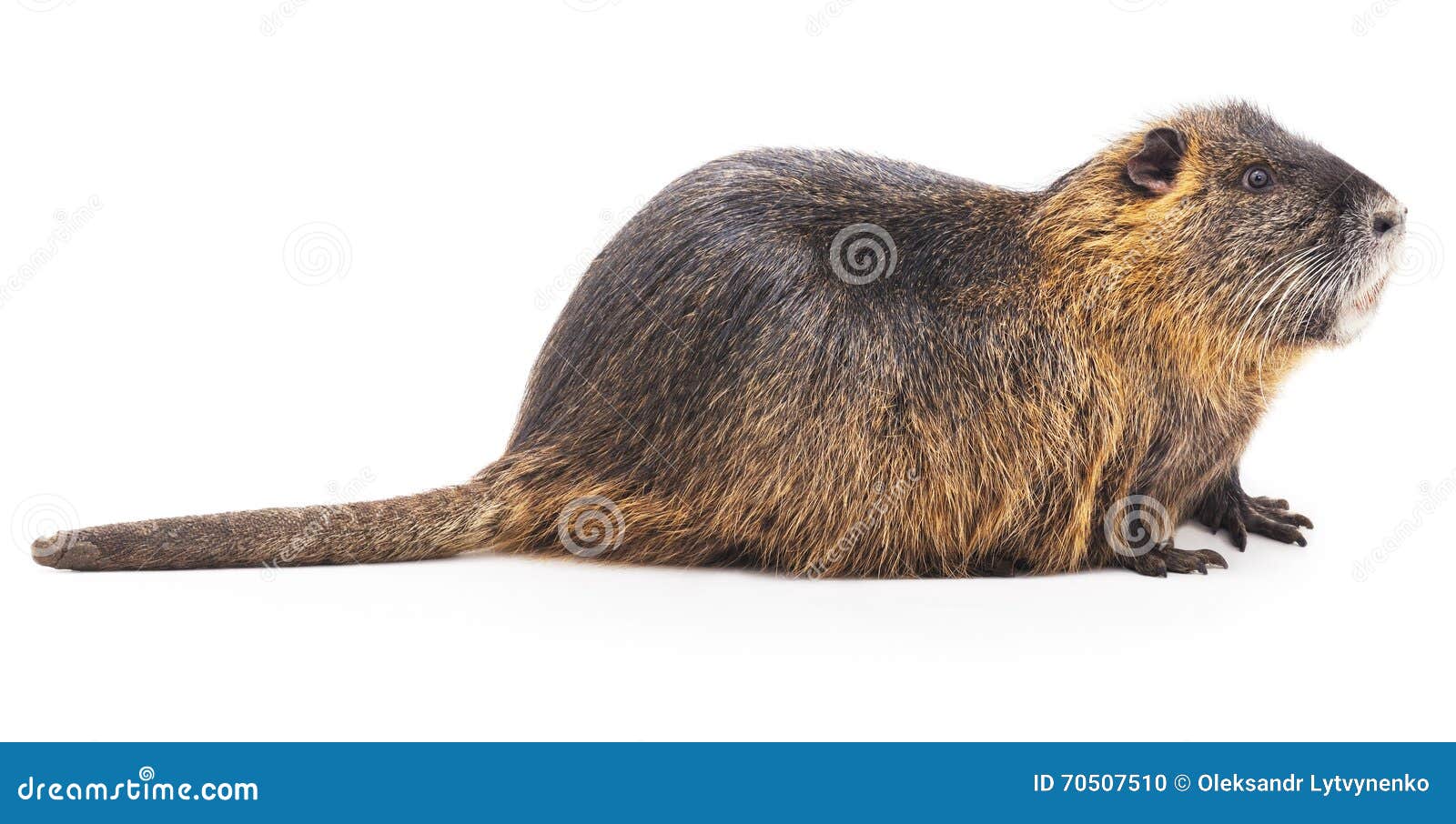 Large nutria. stock photo. Image of natural, white, pets - 70507510