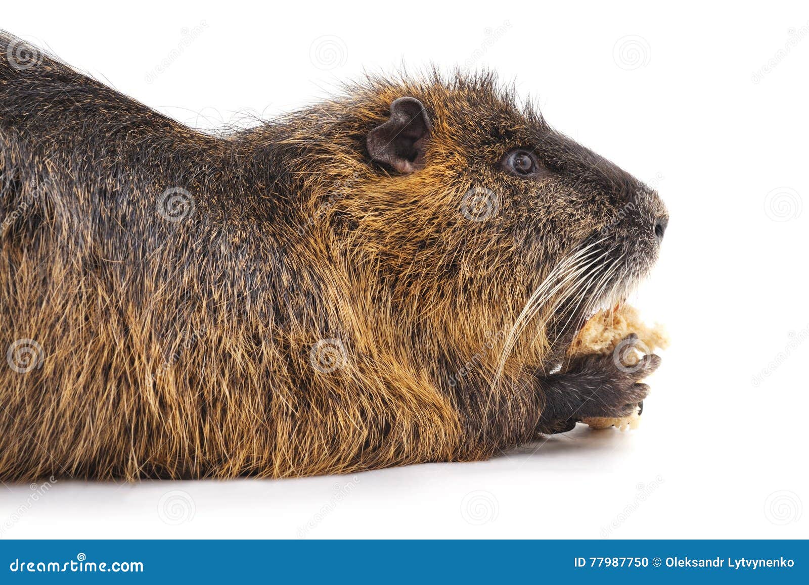 Large nutria. stock photo. Image of white, wildlife, closeup - 77987750