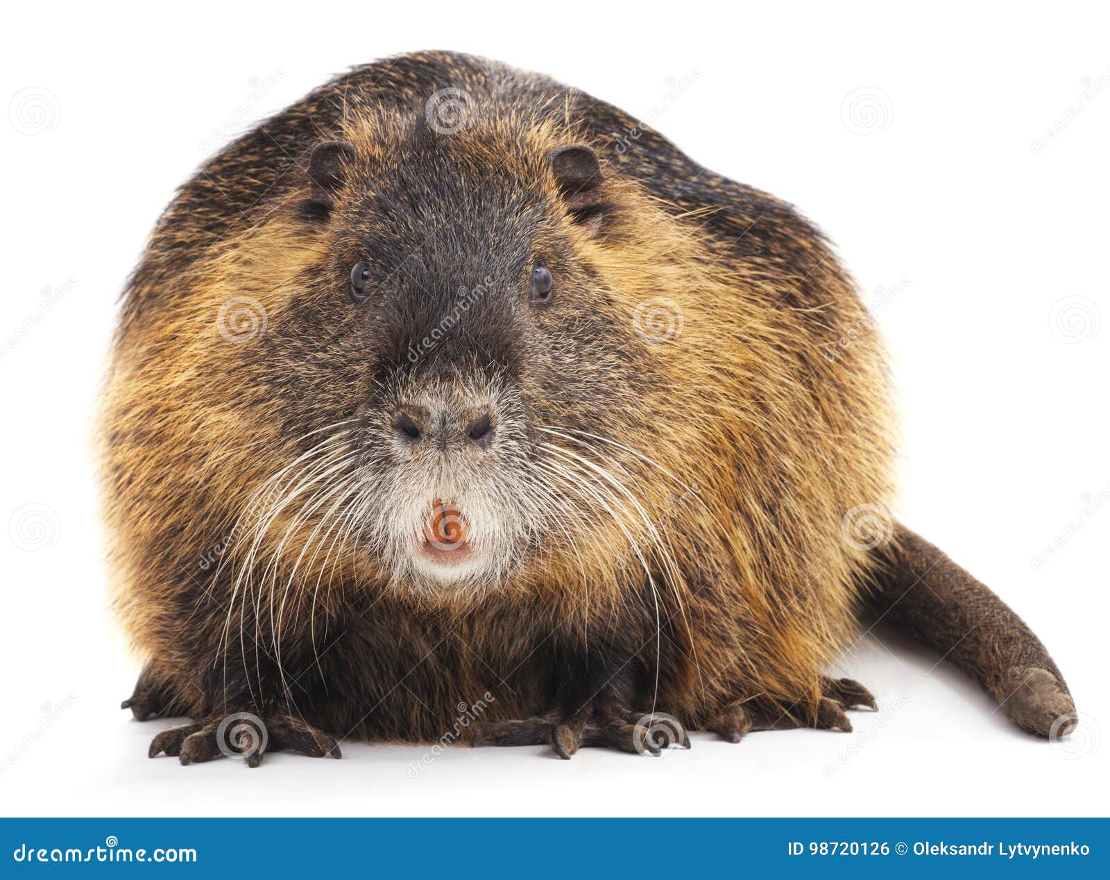 Large nutria. stock photo. Image of adult, large, curiosity - 98720126