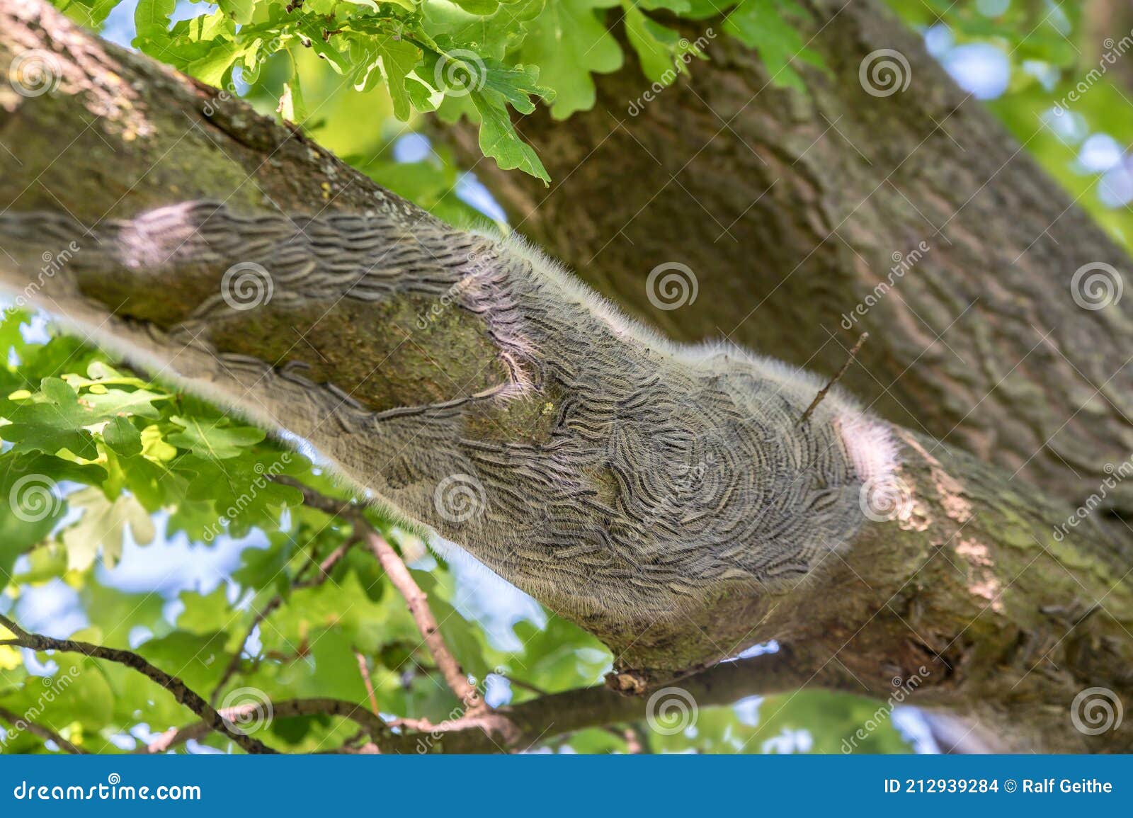 Large Oak Processionary Moth Nest in Procession on an Oak Tree Stock ...