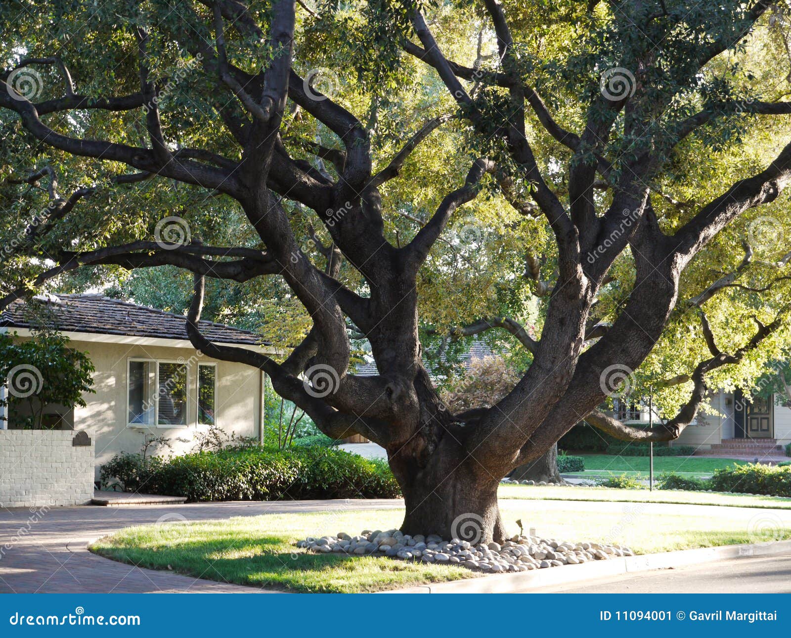 Large Oak tree stock image. Image of tree, light, curb - 11094001